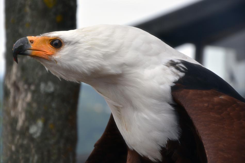 Adler Bird Raptor free image download