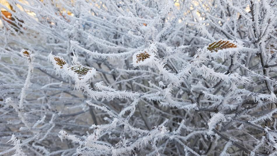 Winter Christmas Advent Snow free image download