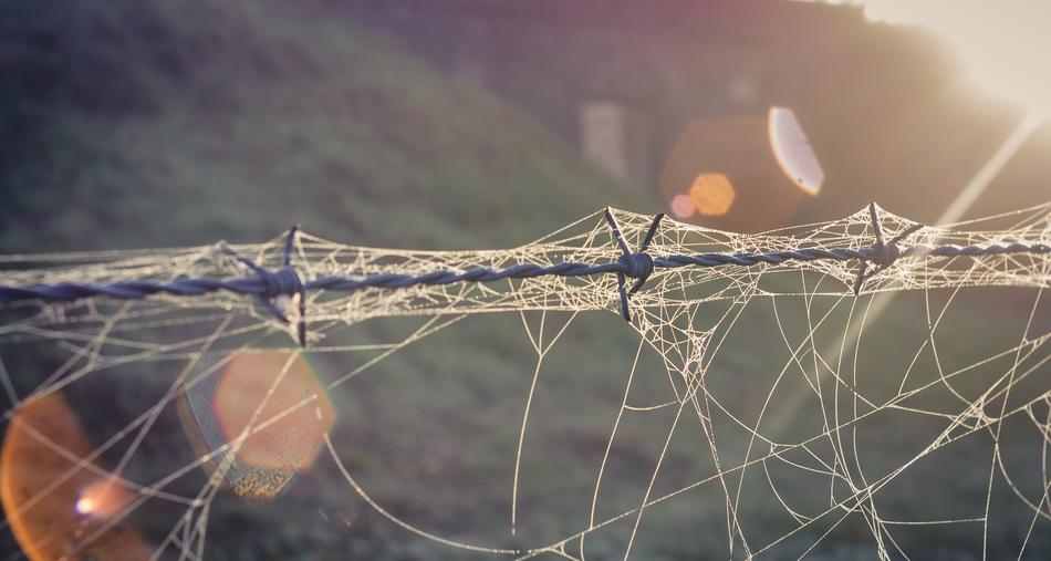 Barbed Wire Cobwebs Dew free image download