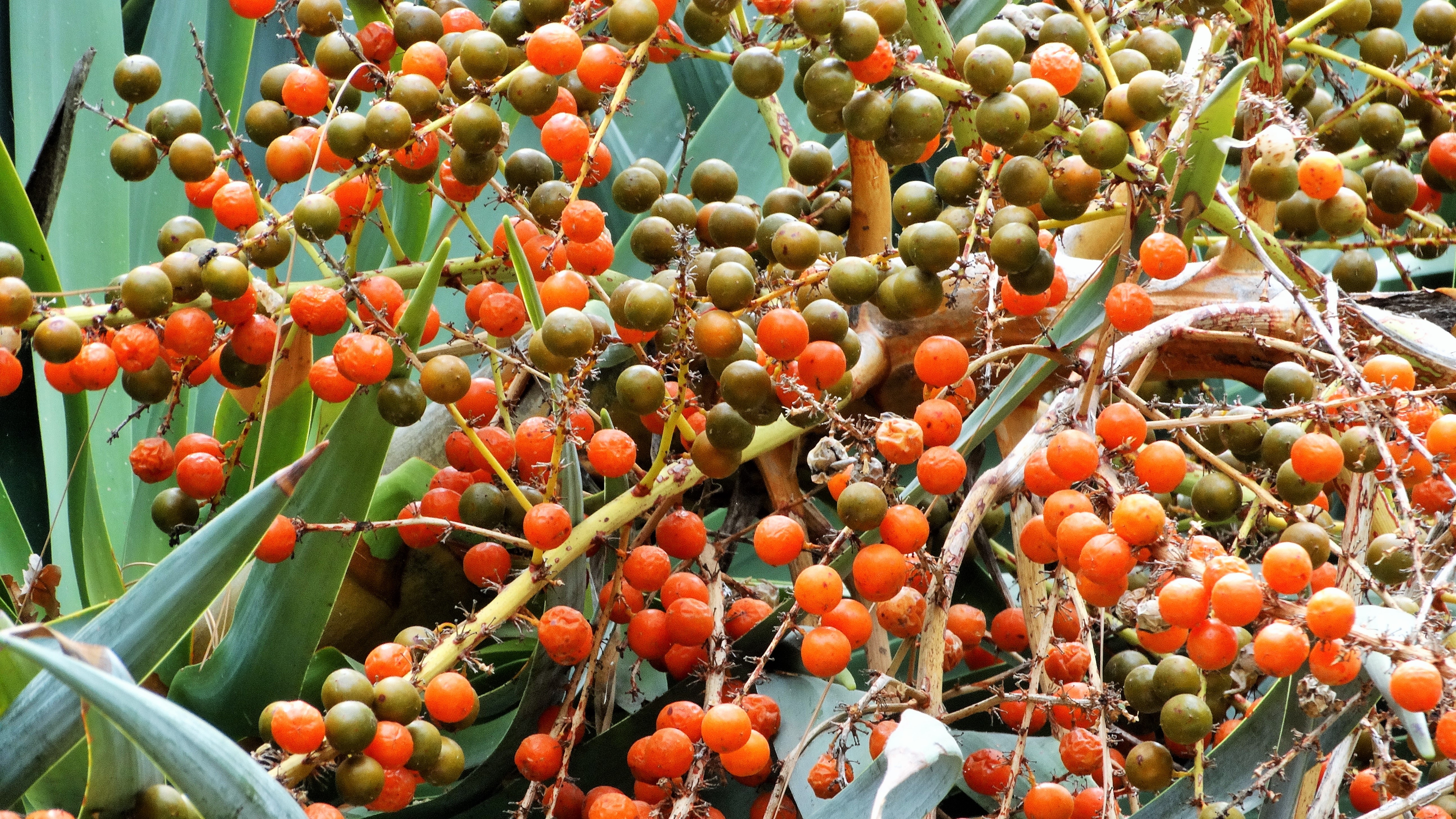 Fruits Red Nature Plants free image download