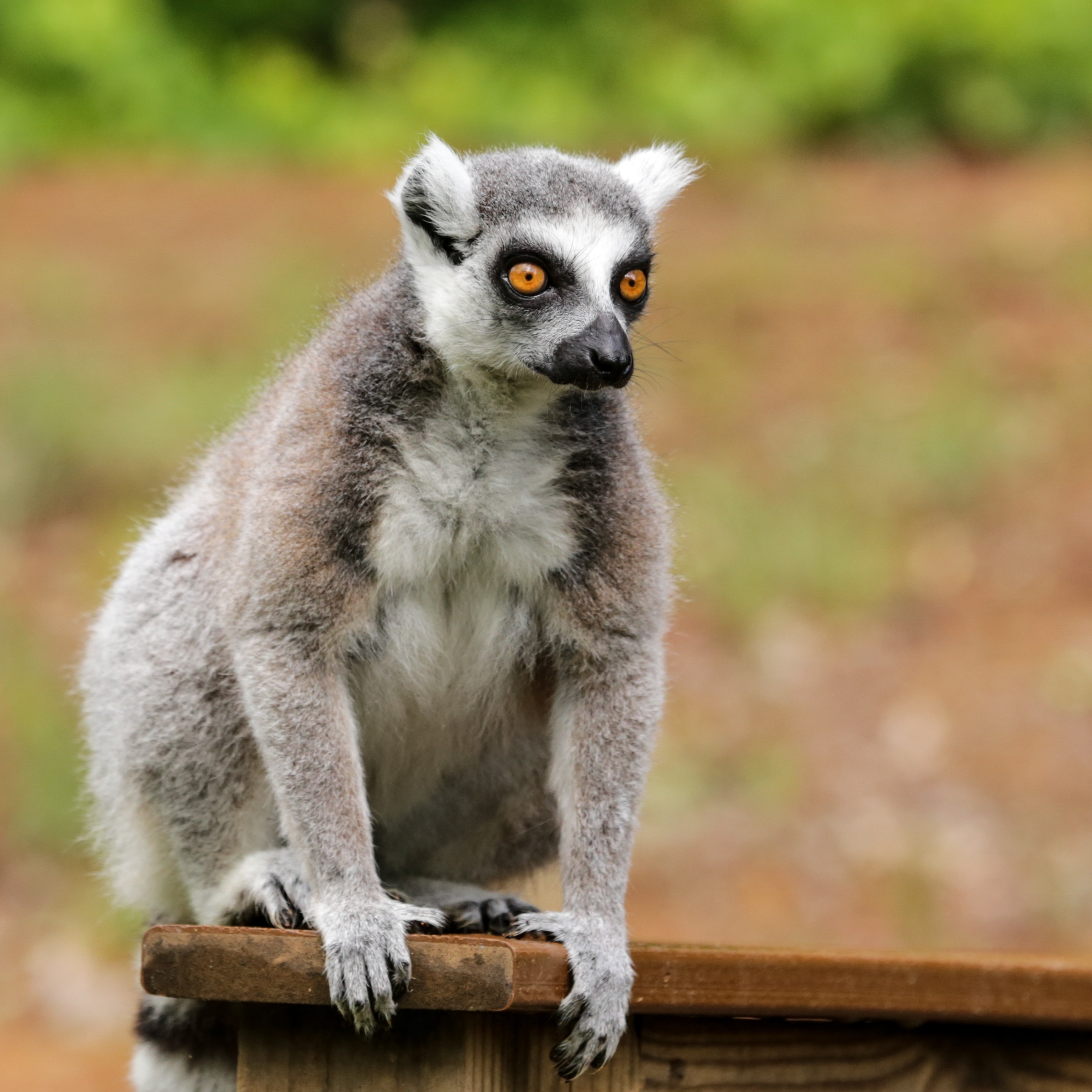 Ring-Tailed Lemur Catta Duke free image download