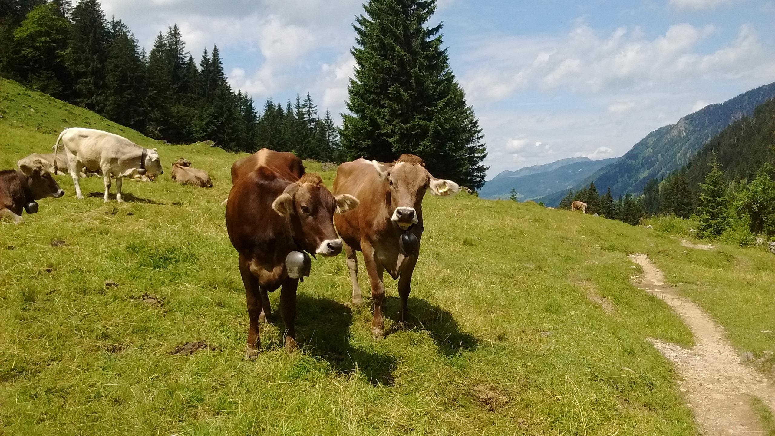 Allgäu Cow Cows free image download