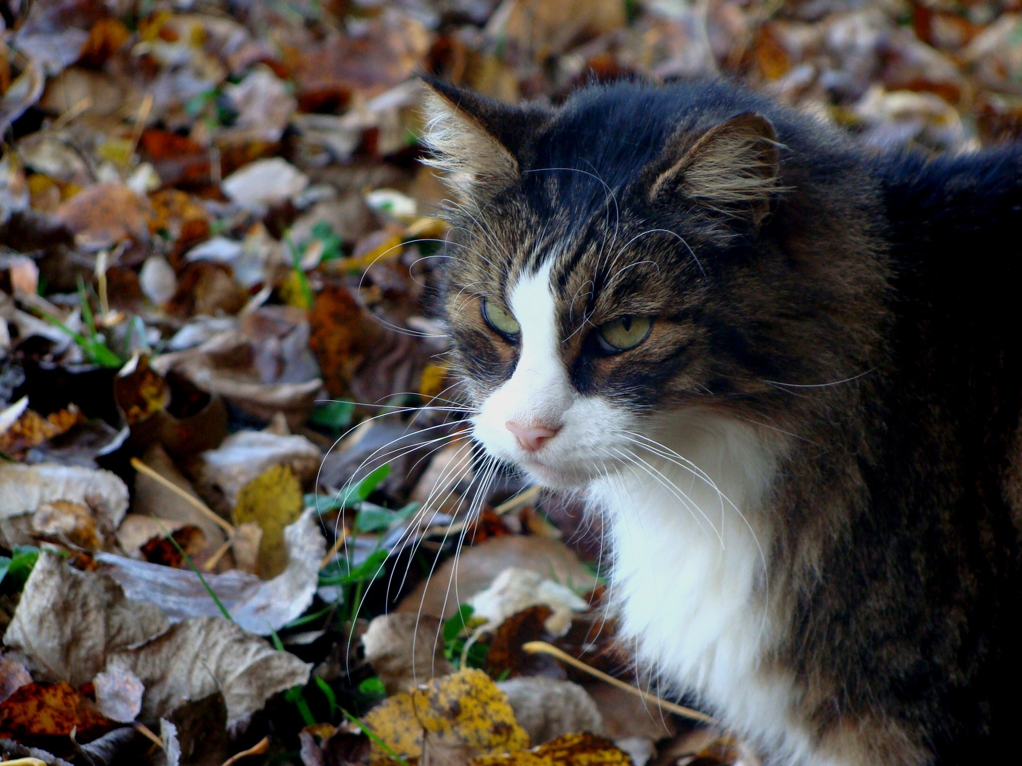 Cat Fall Nature free image download