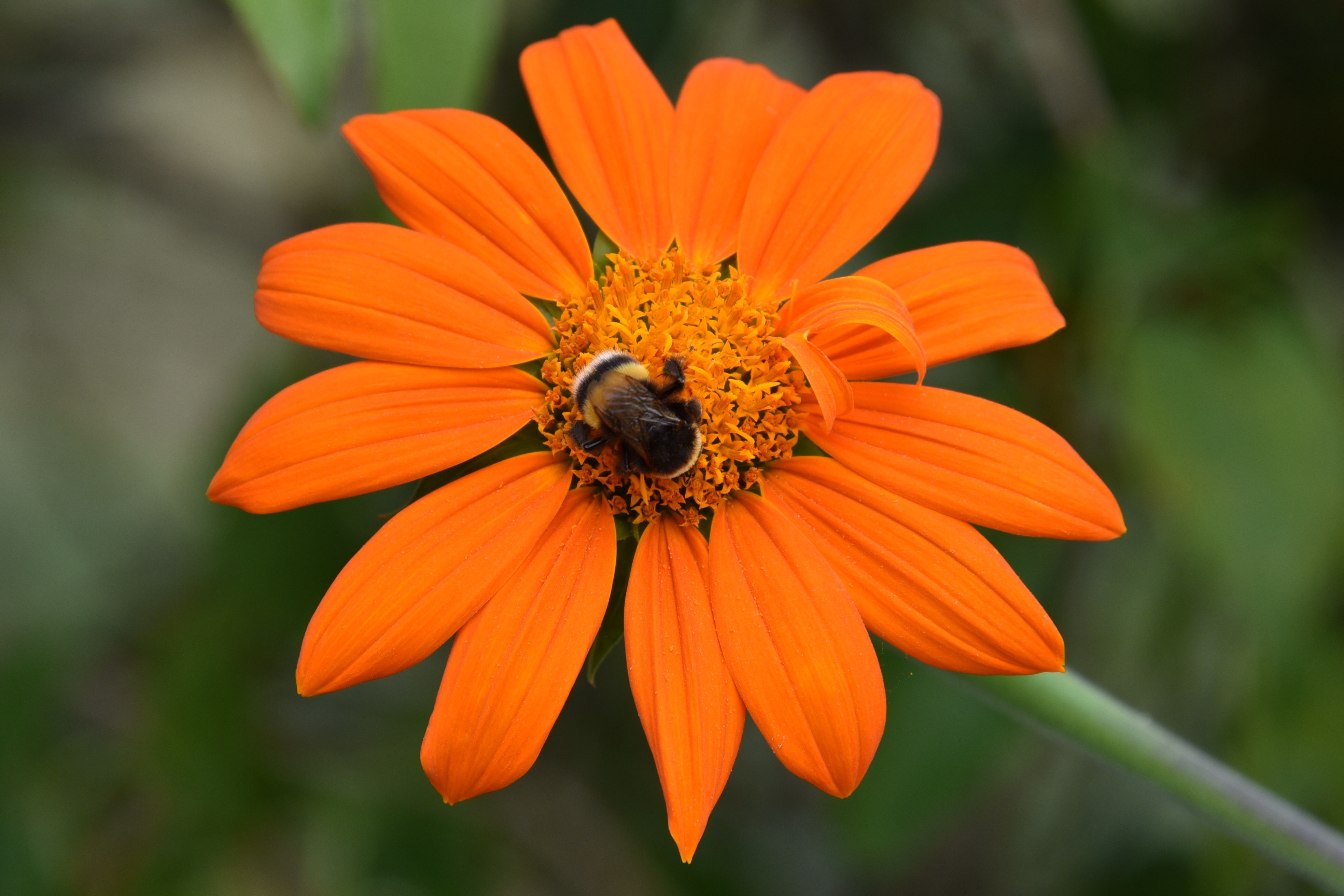 Flowers Bee Orange free image download