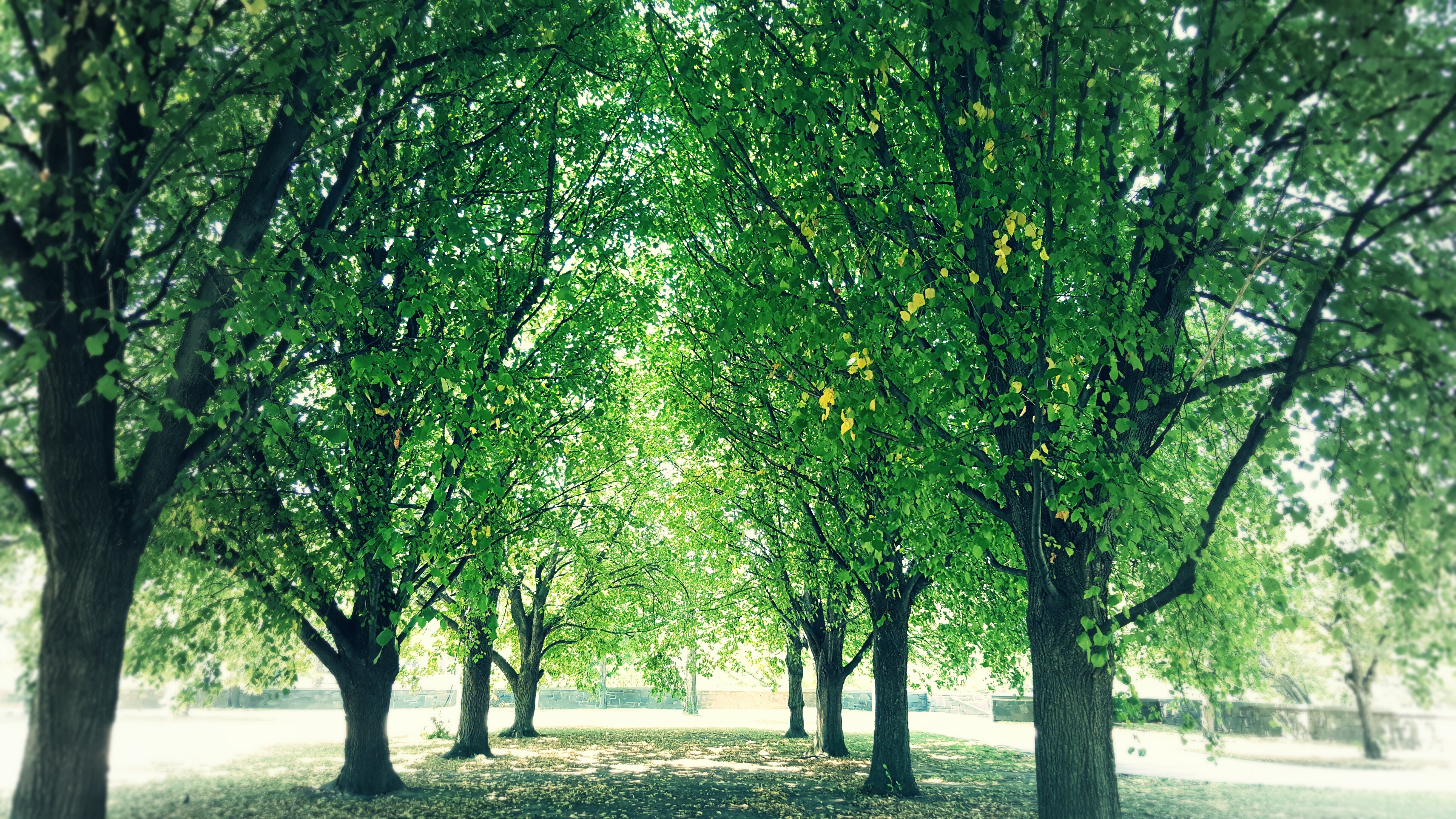 Beautiful green trees free image download