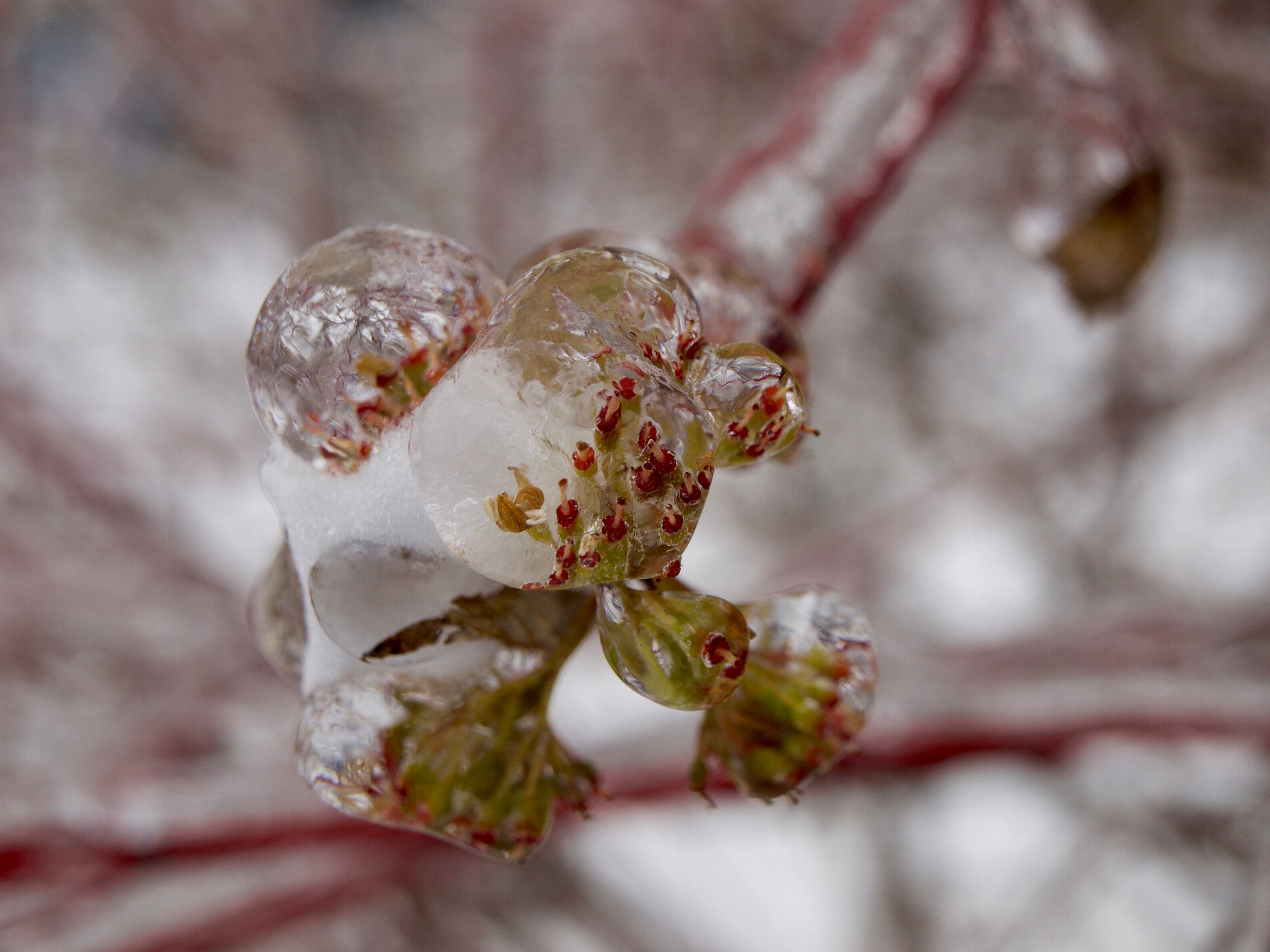 Frozen flowers on a branch free image download
