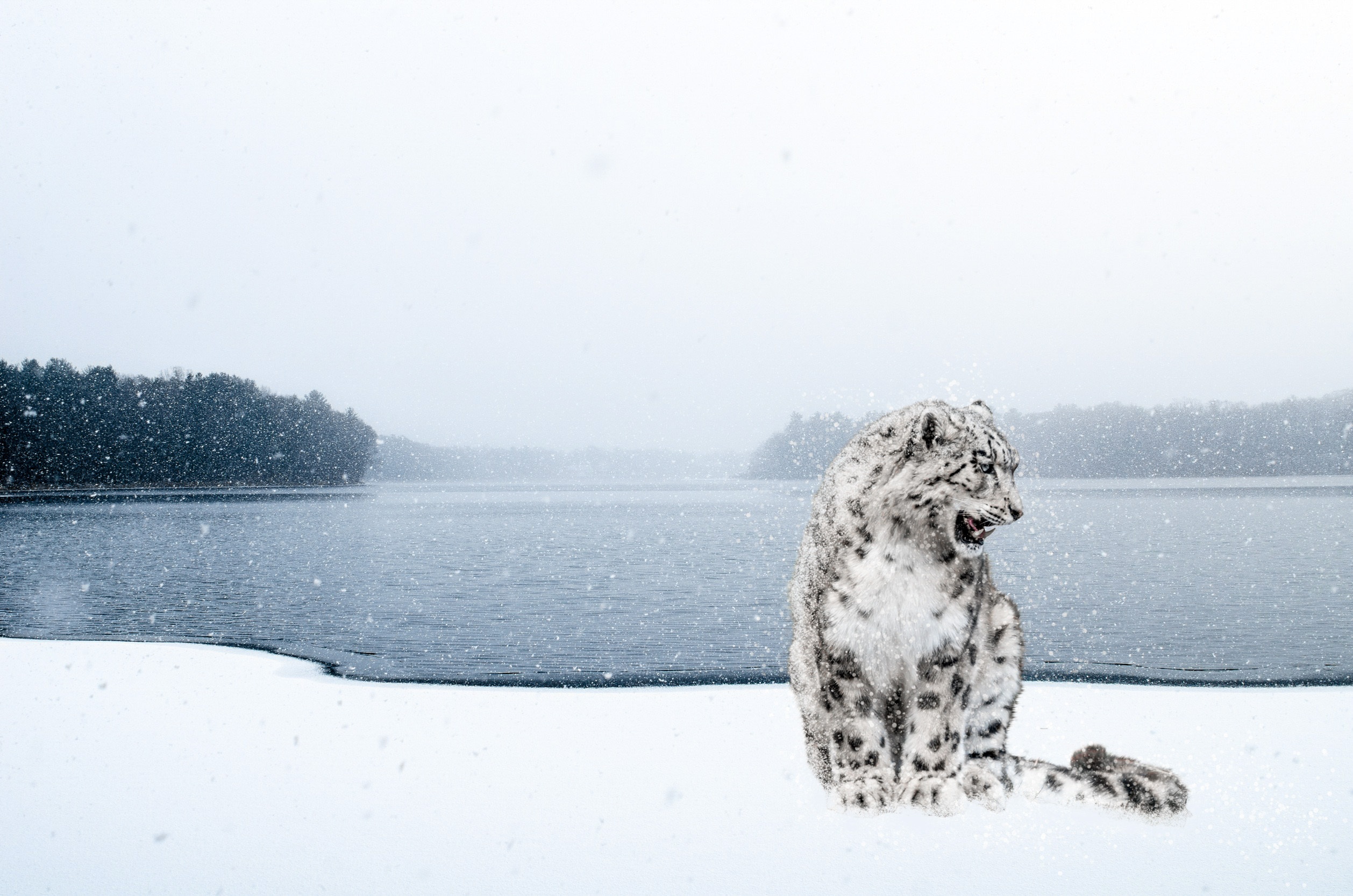 Wild snow leopard in the wild free image download
