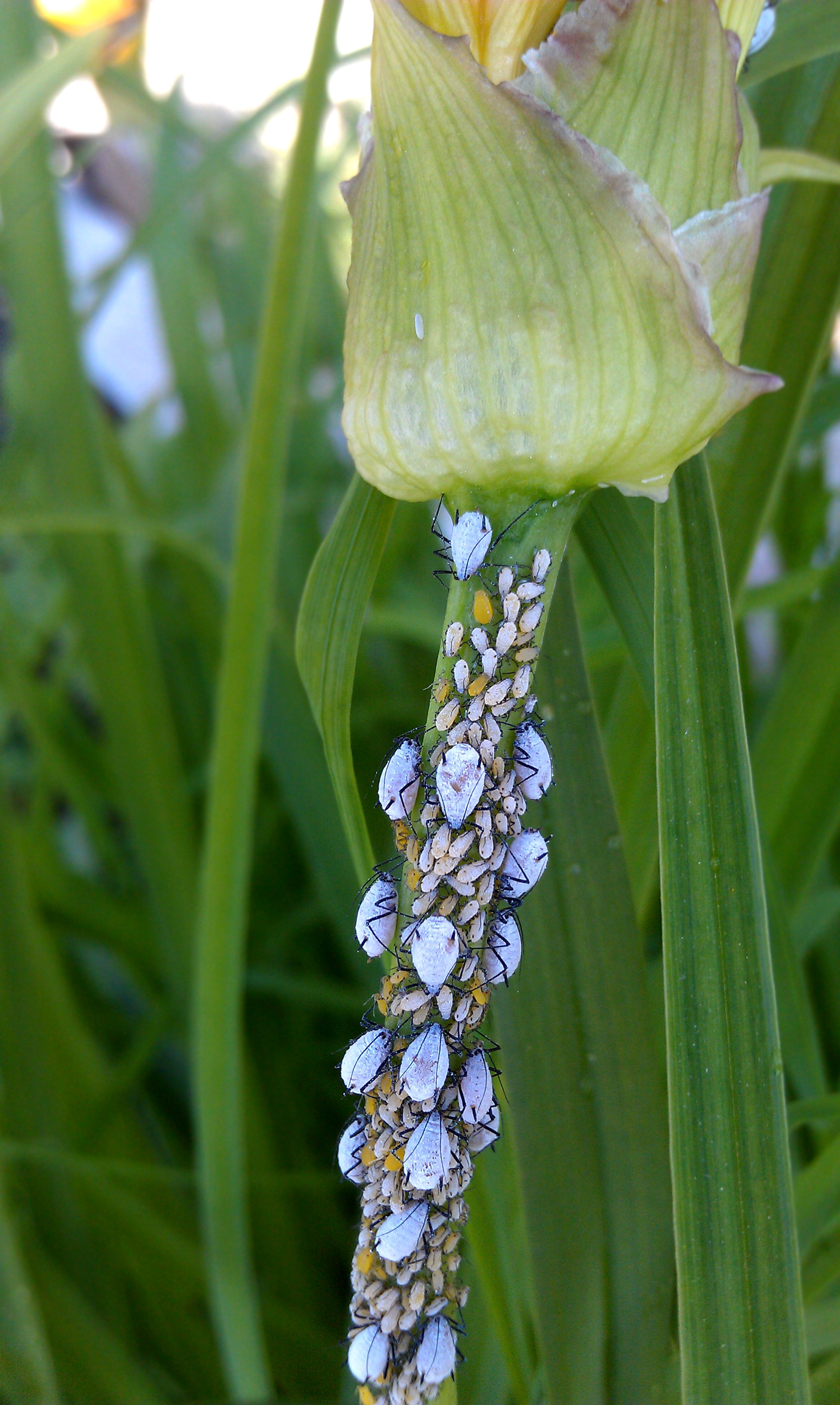 Aphid Blue Plant Pests free image download