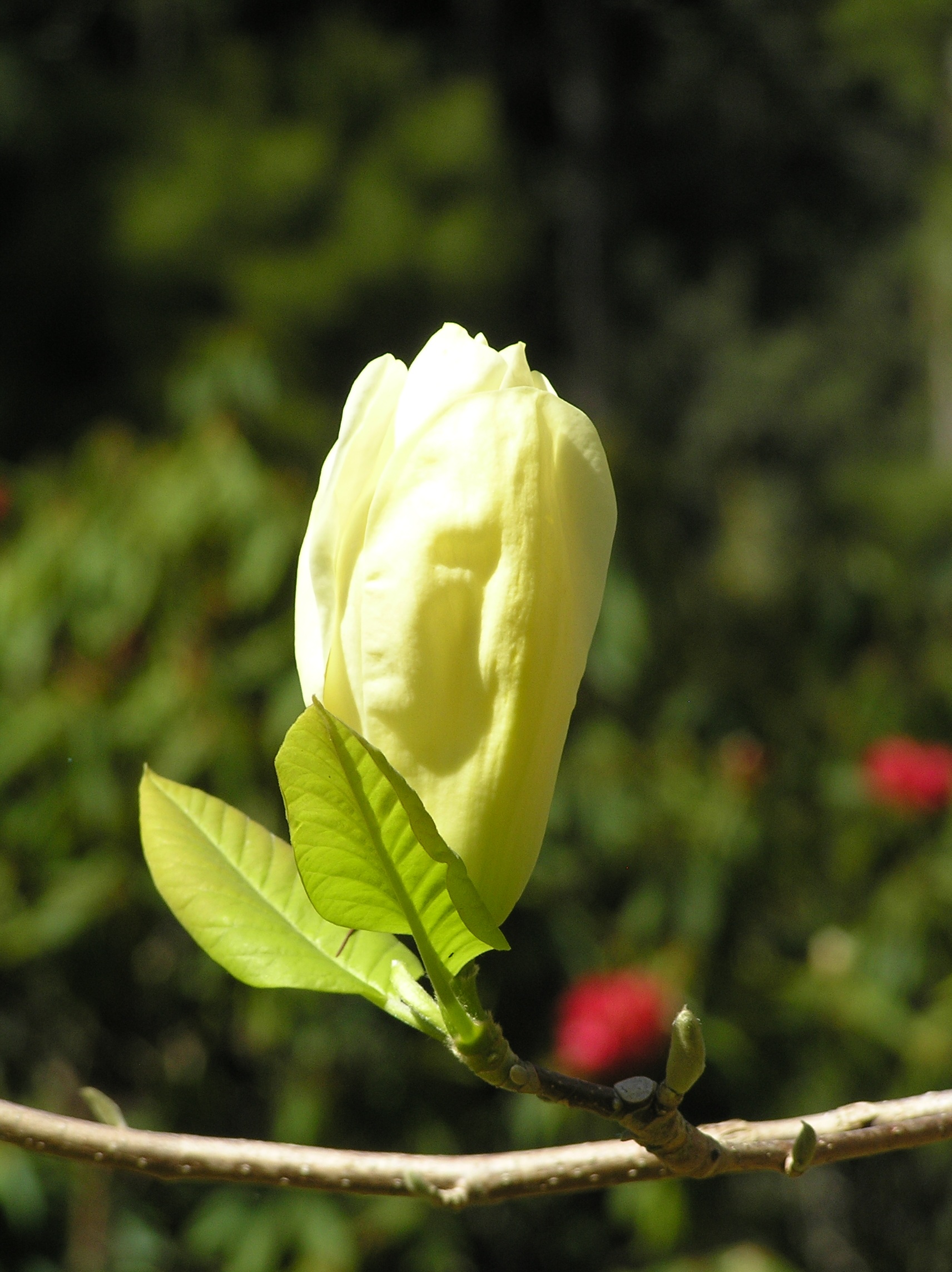 Magnificent Magnolia Olinda free image download
