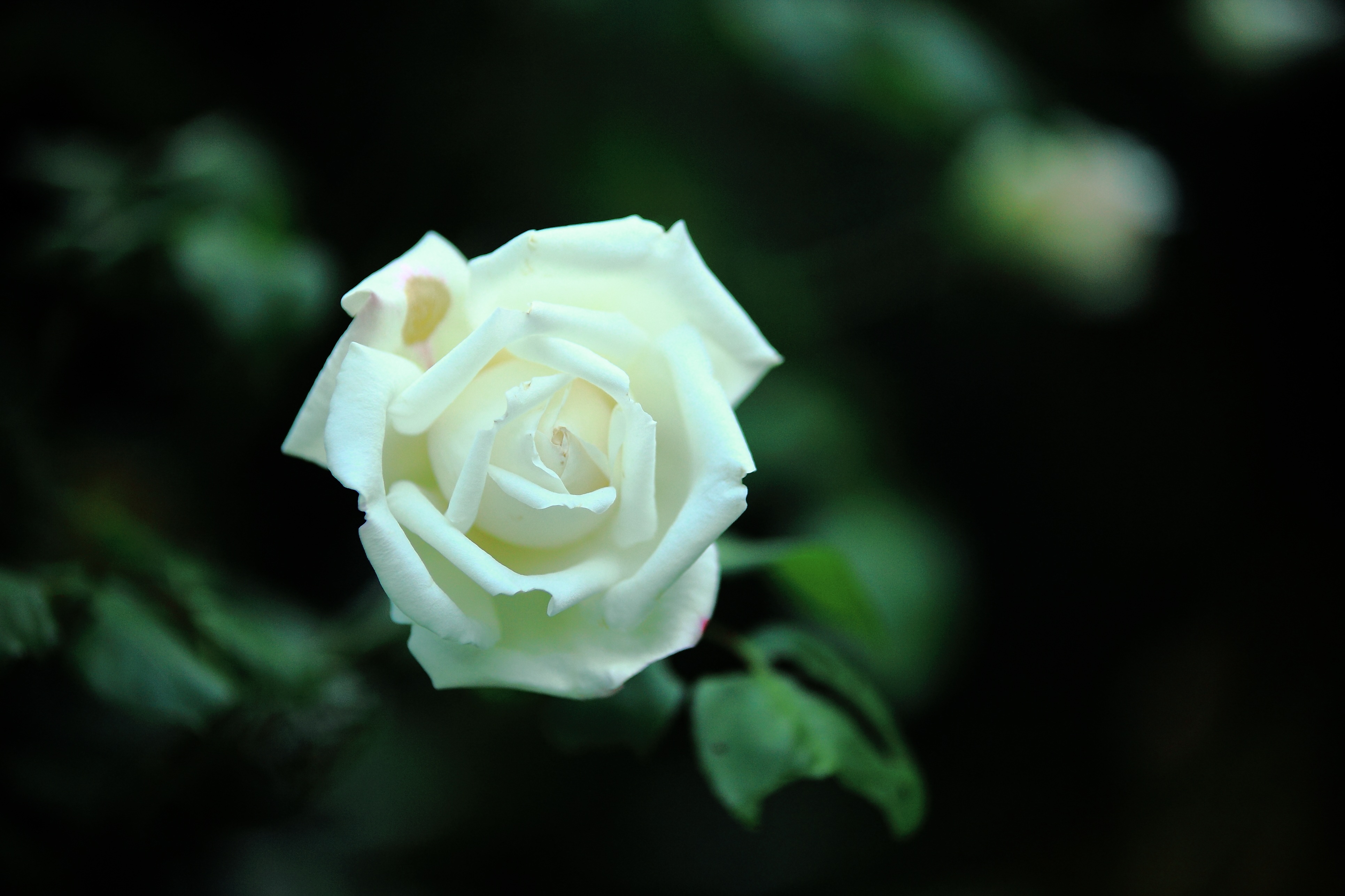 Beautiful white rosebud in the garden free image download
