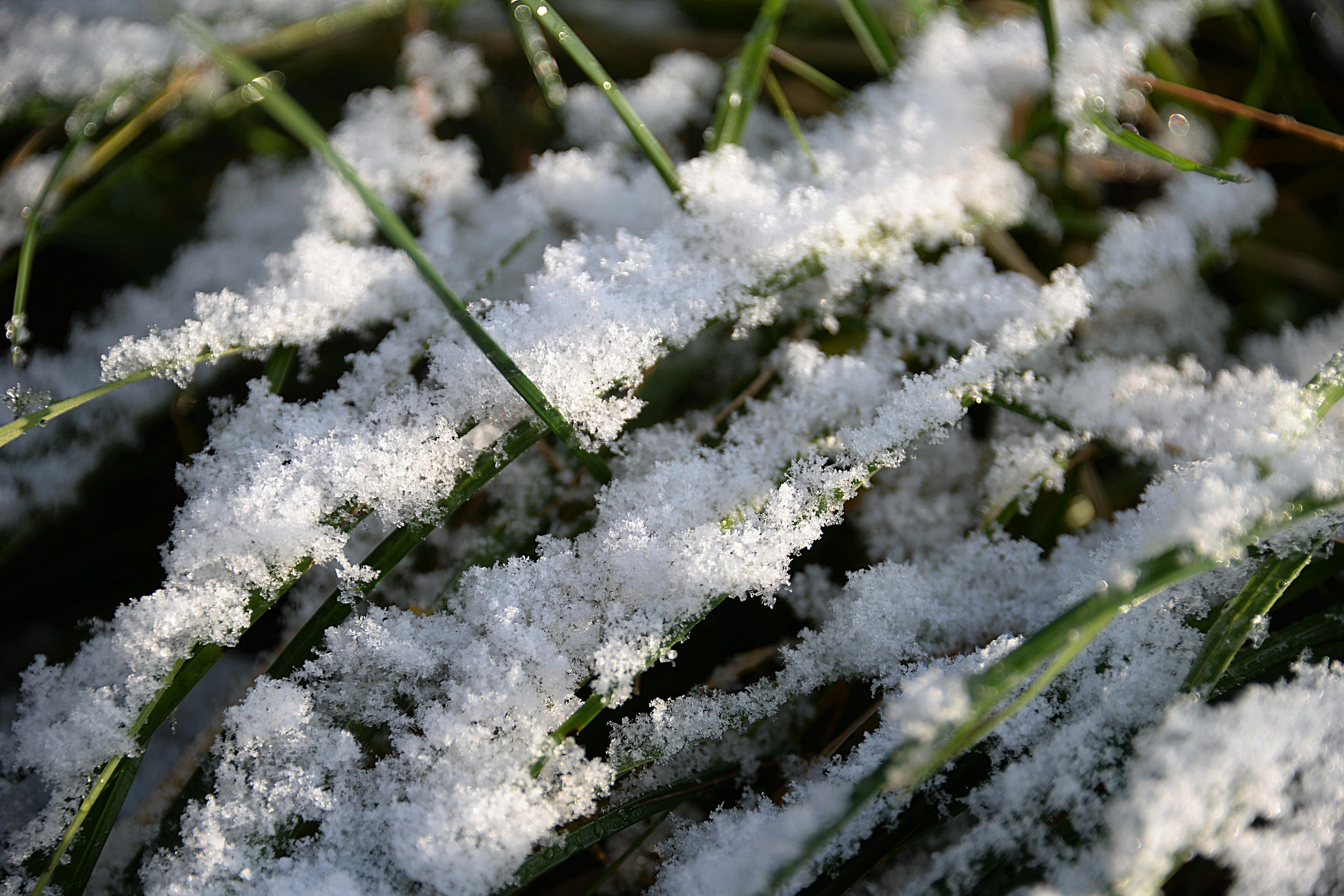 Snow Blades Of Grass First free image download