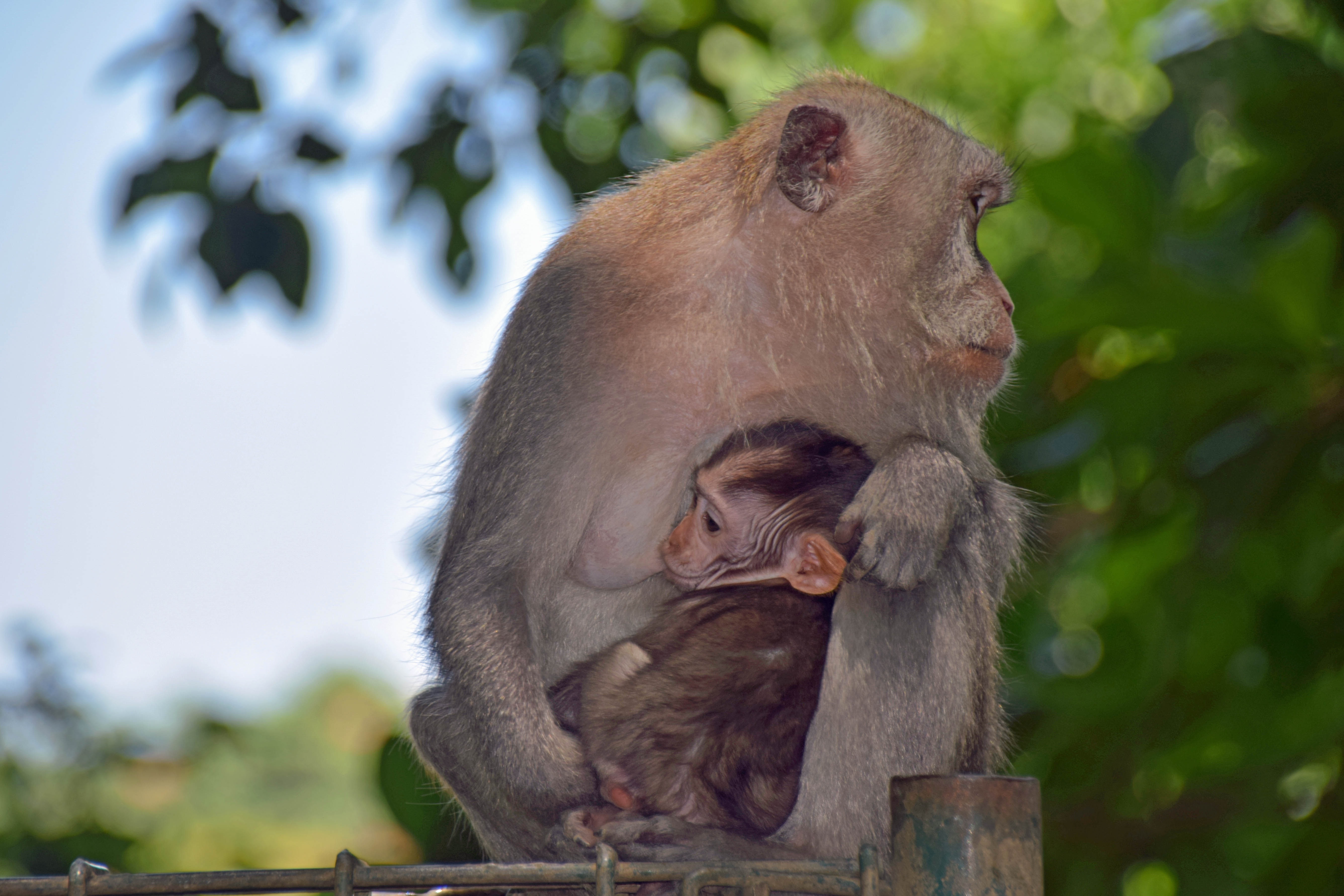 Bali Indonesian monkey free image download