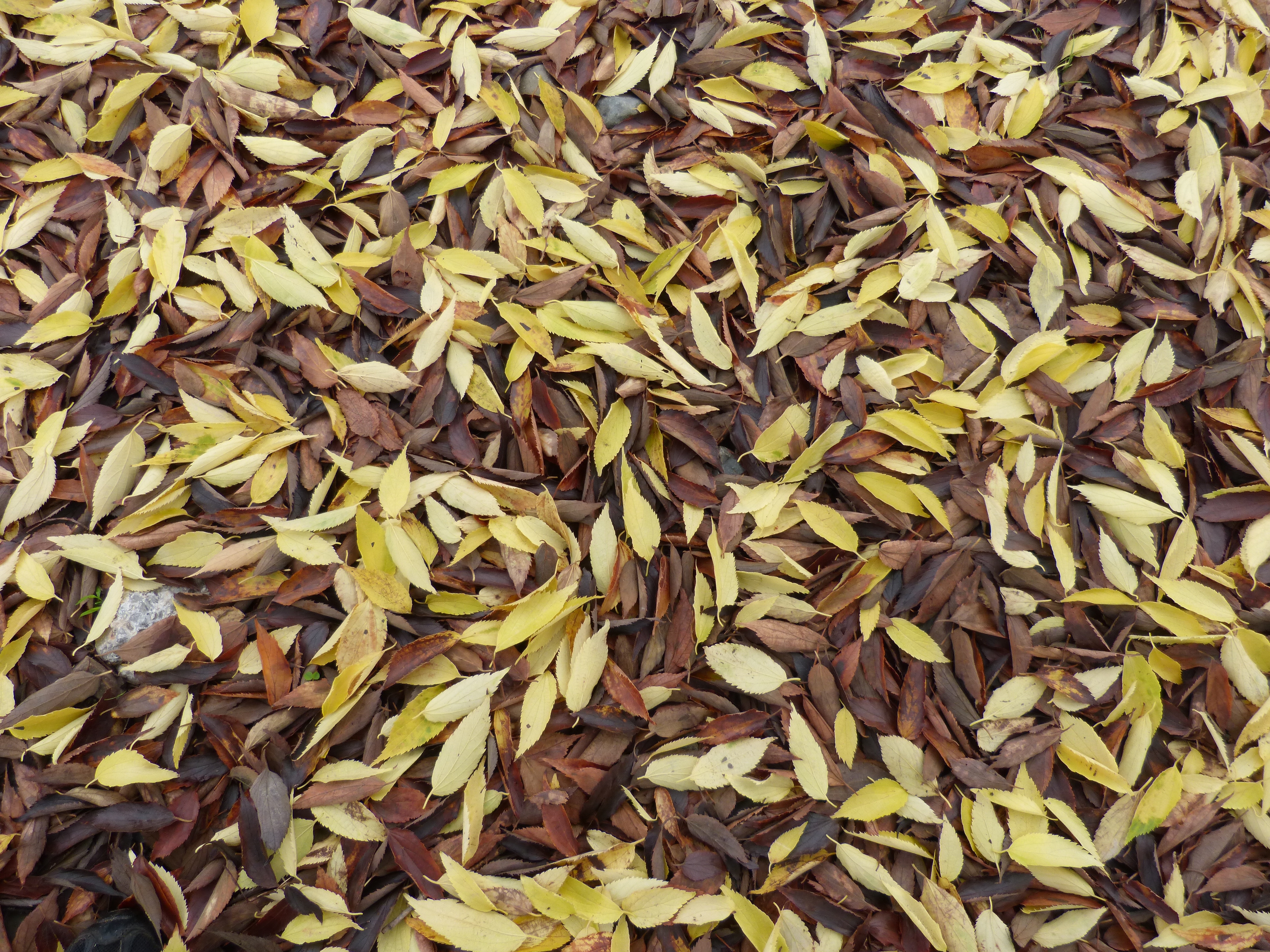Leaves Dead Falling free image download