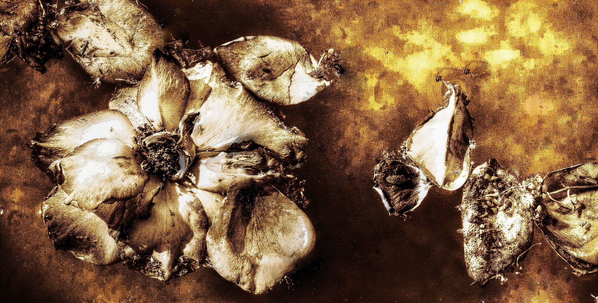 Flowers floral garden decay free image download