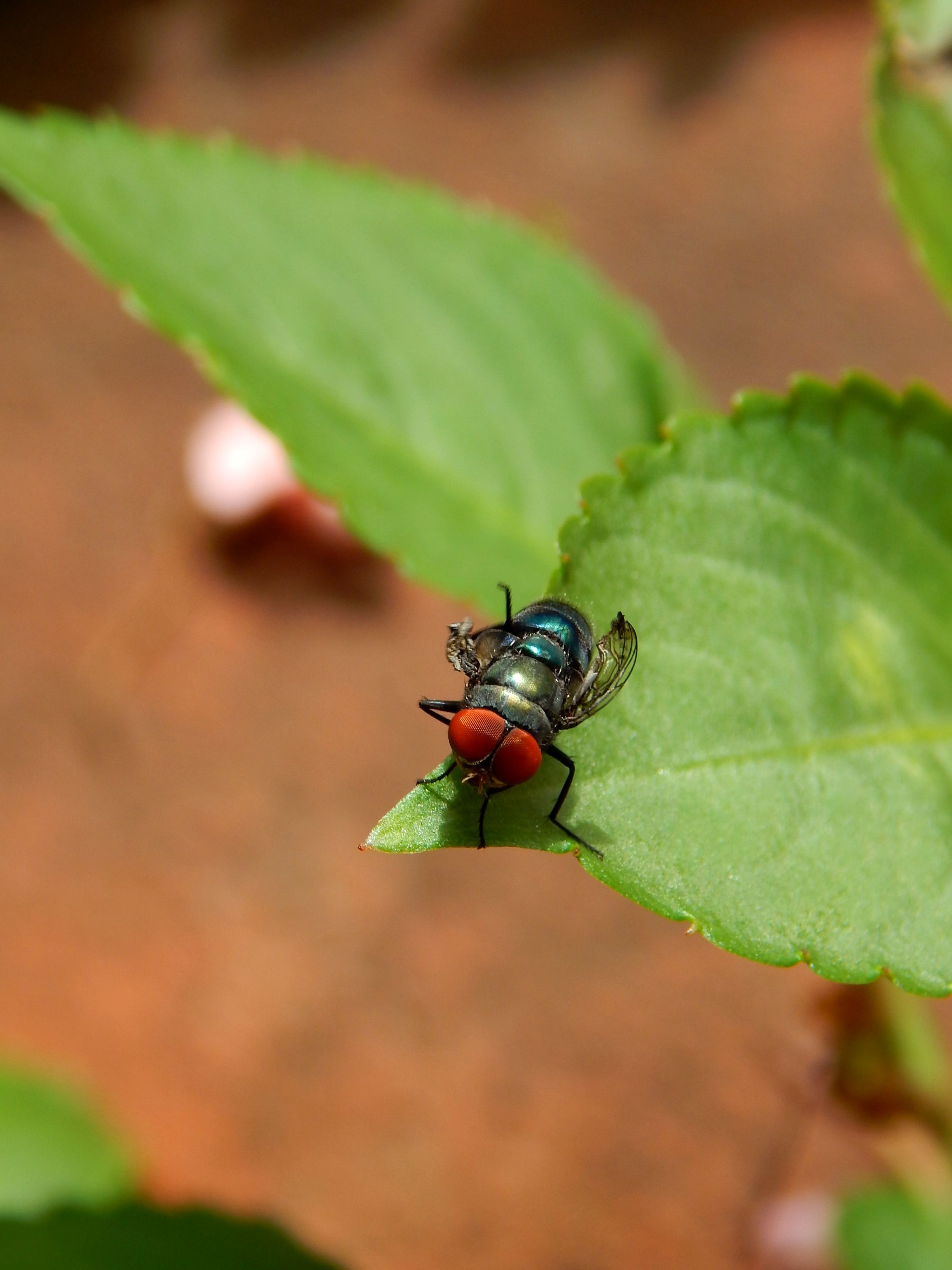 Fly First Flight free image download