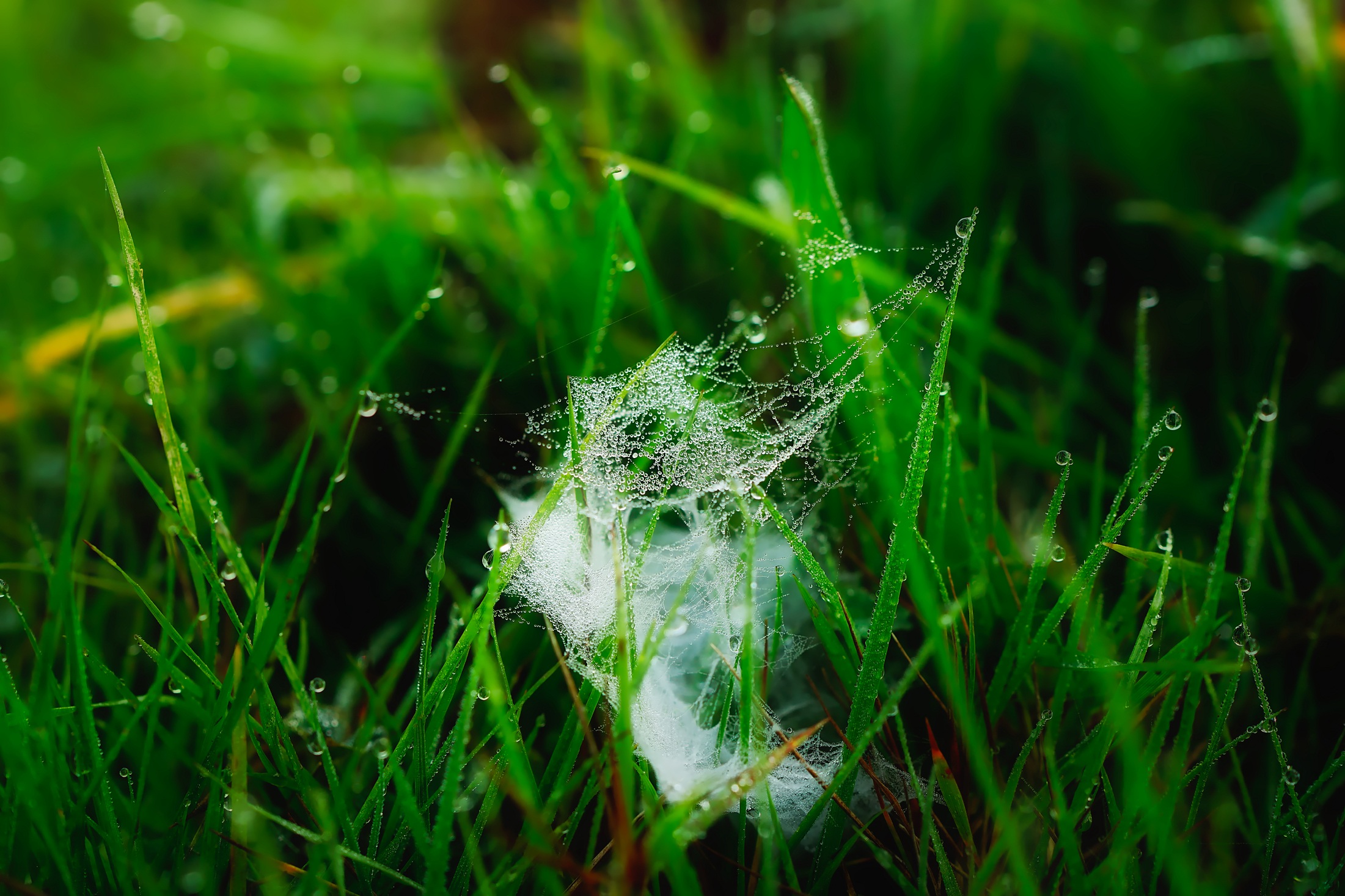 Cobweb Plants Grass free image download