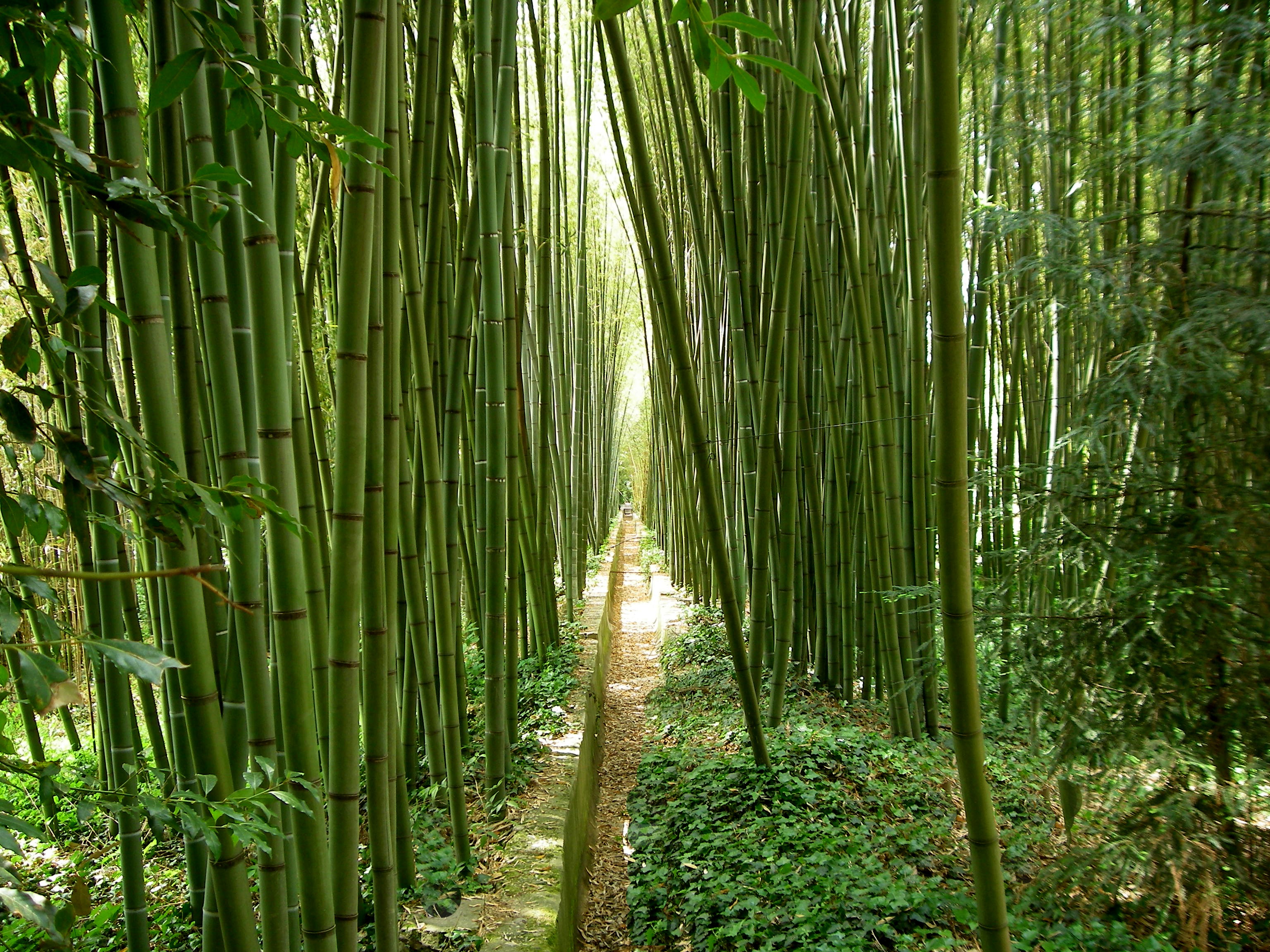Bamboo Garden Japanese free image download