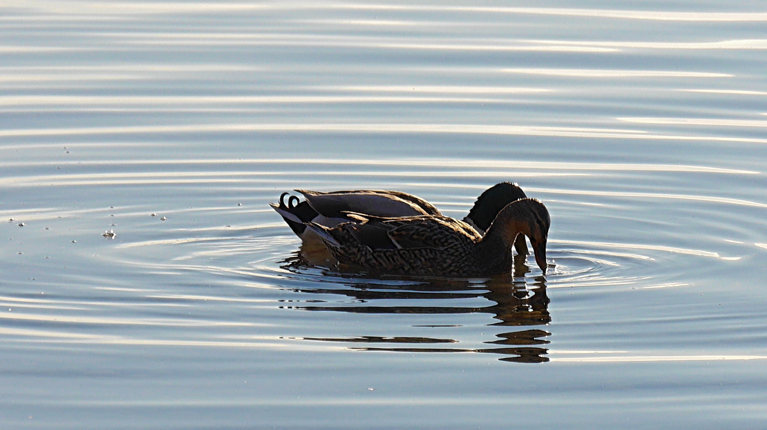 Pair Of Ducks Aquatic free image download