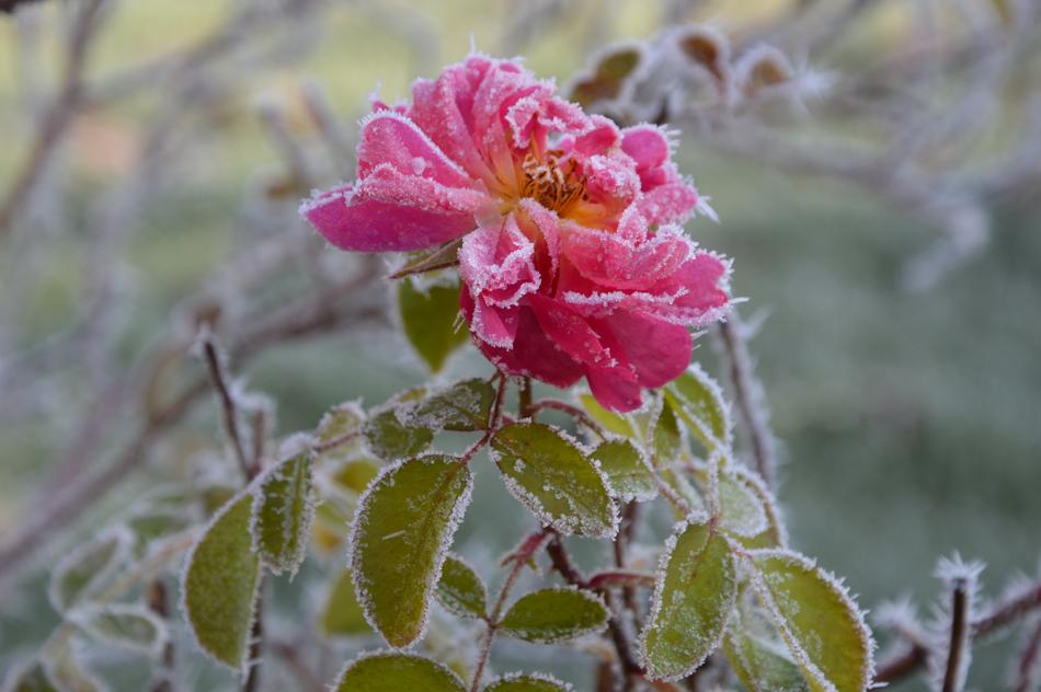 Frozen flower in the garden free image download