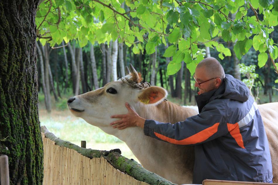 Man stroking a fluffy cow free image download