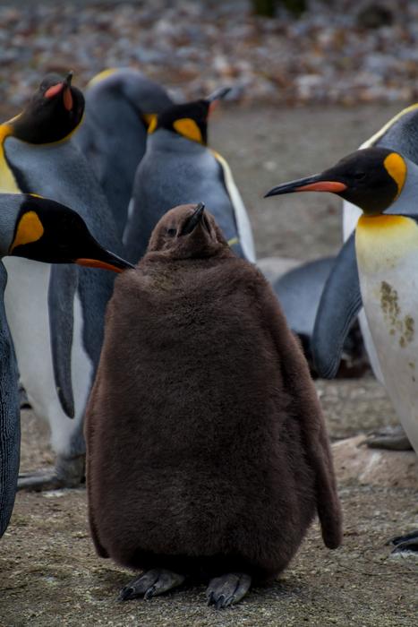 Little fluffy penguin free image download
