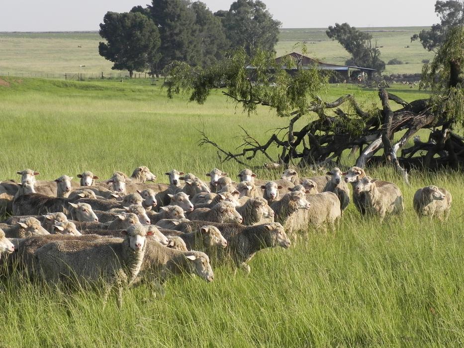 Sheep Farm Grass free image download