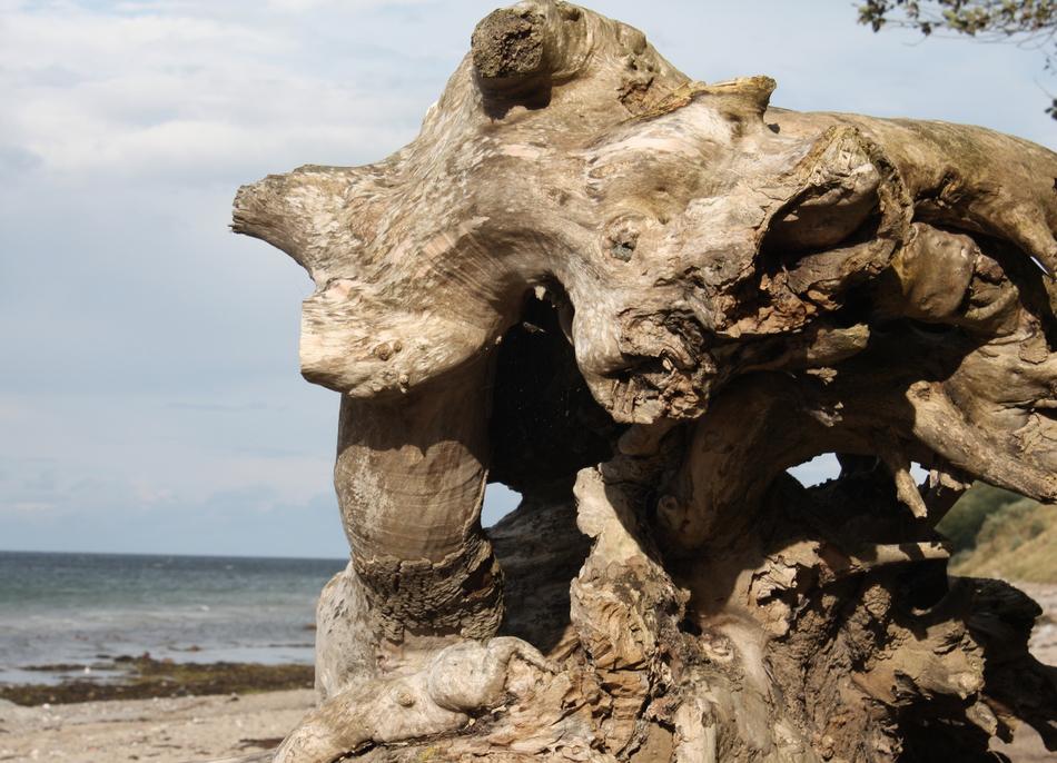 Tree Withers Baltic Sea free image download