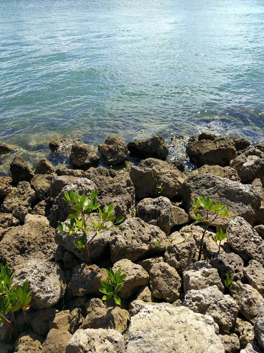Ocean Water Rocks free image download