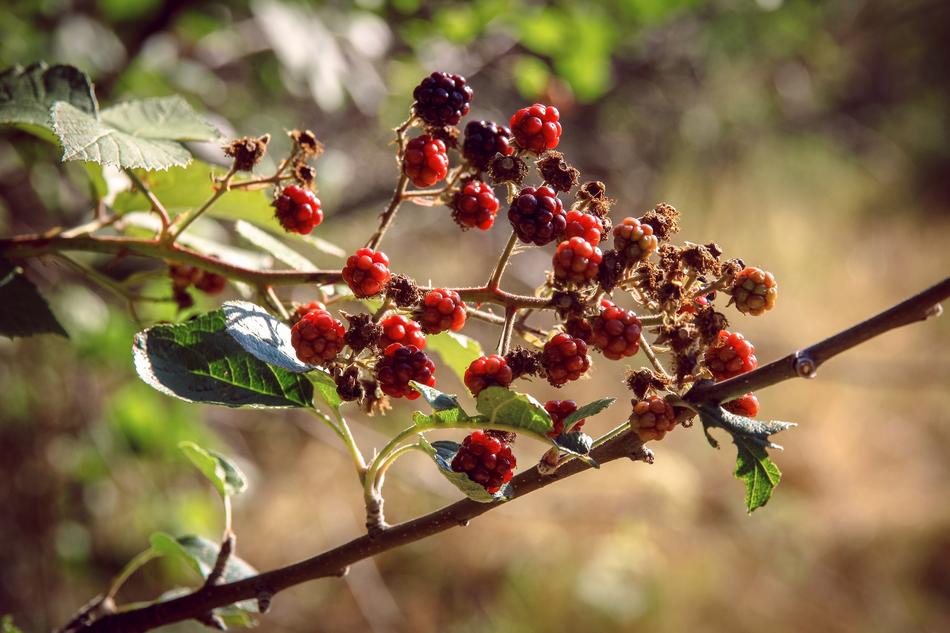 Blackberry Red Shrub free image download