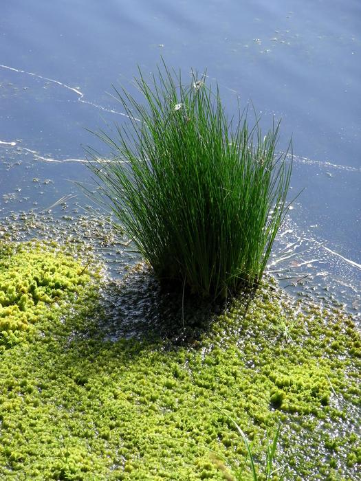 Algae and grass in the lake free image download