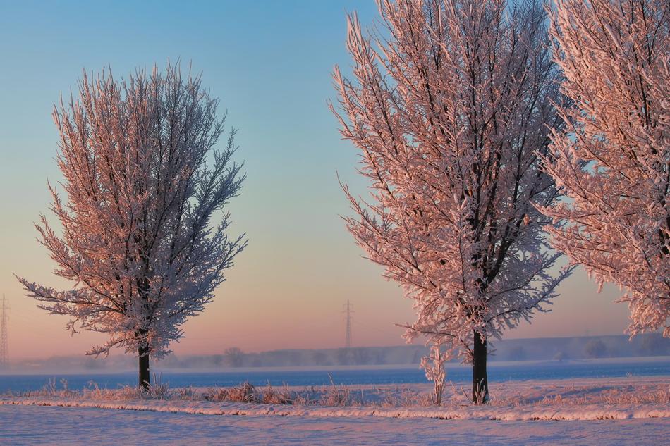 Winter Morning Sun Trees free image download