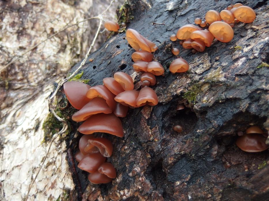 Bacterial fungi on a tree free image download