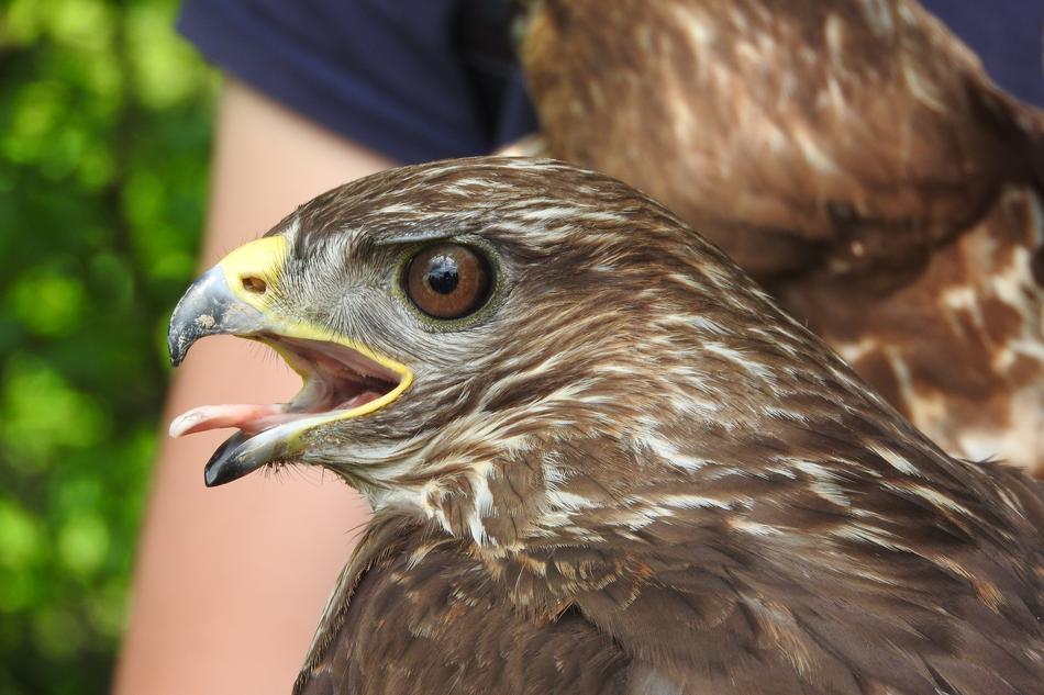 Beak Buzzard Head free image download
