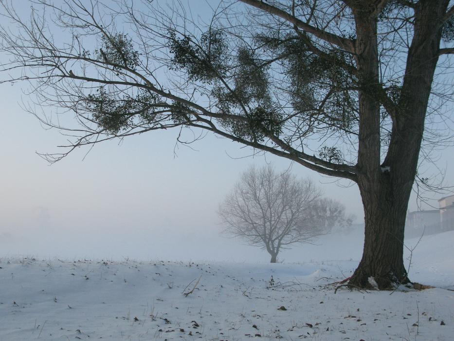 Winter Fog Mysterious free image download