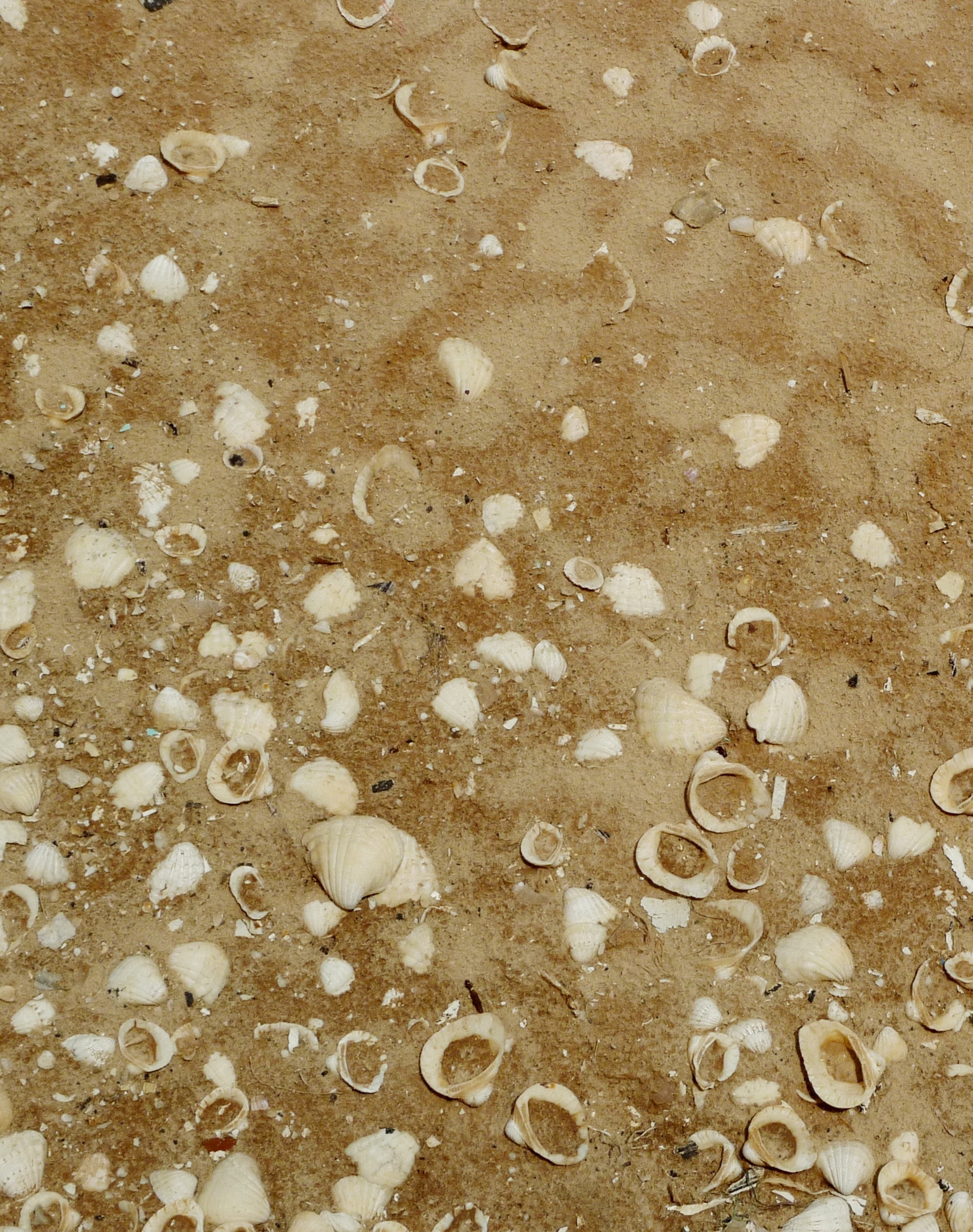 Shells Sand Beach free image download