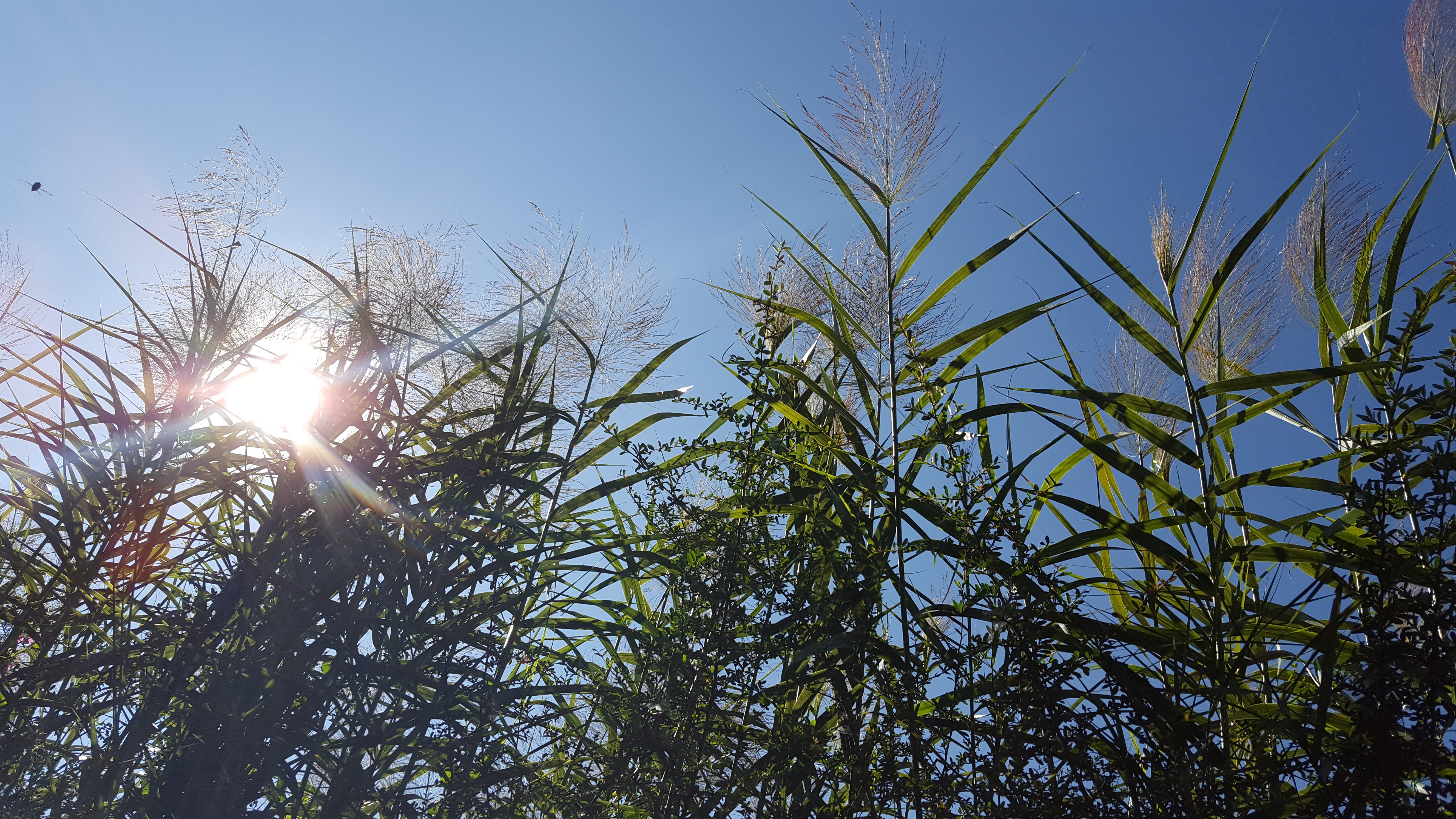Grass Sunshine Wave Blue free image download
