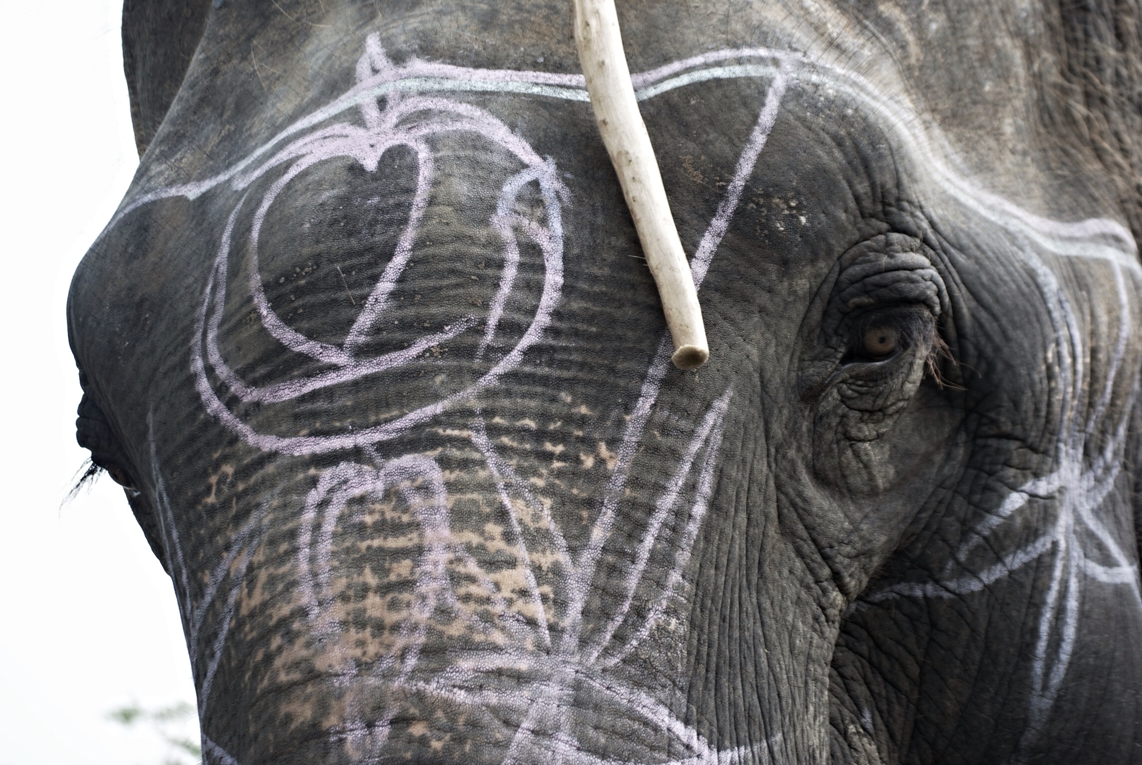 Stunningly beautiful Elephant Eyes free image download