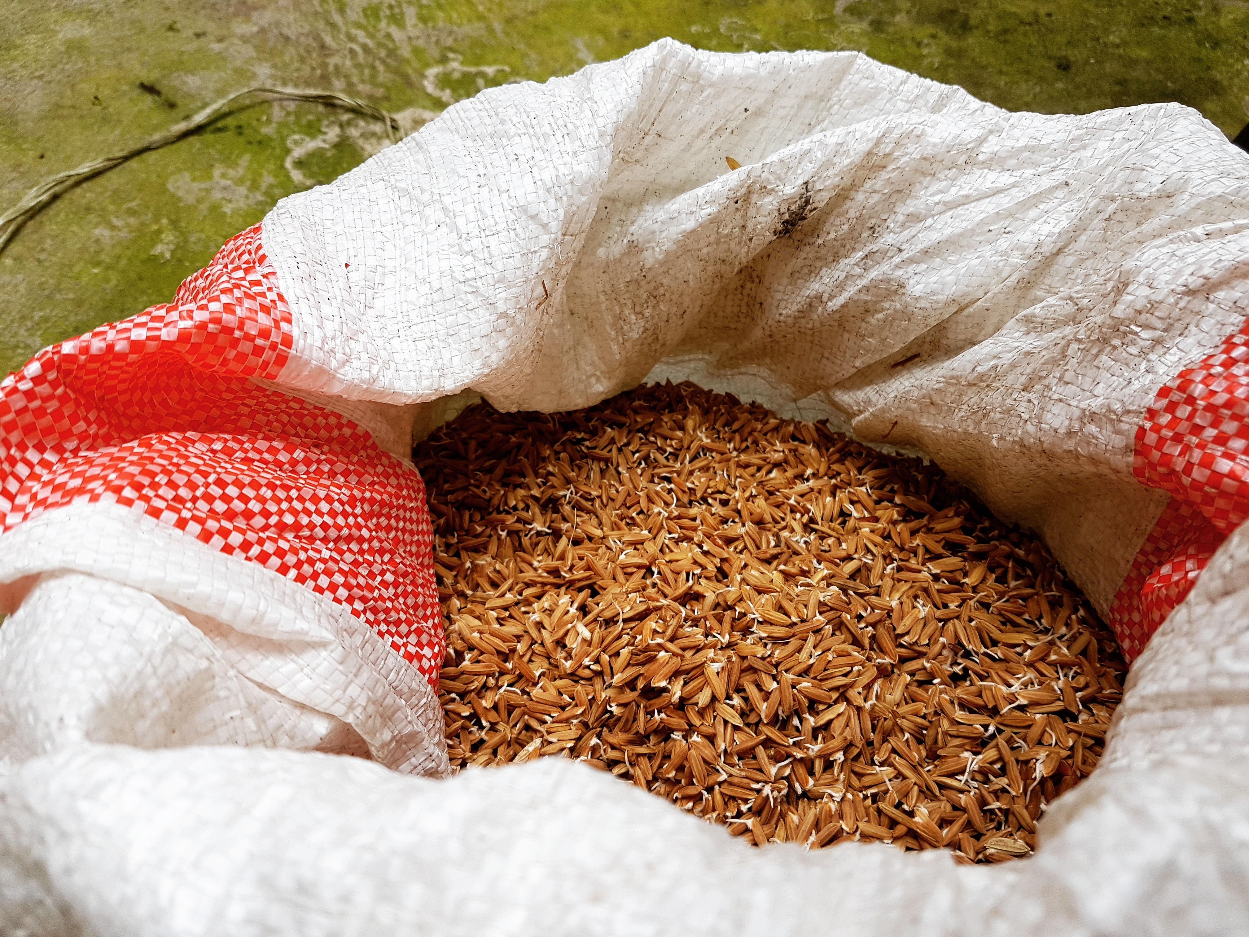 Agriculture Paddy Field Red free image download