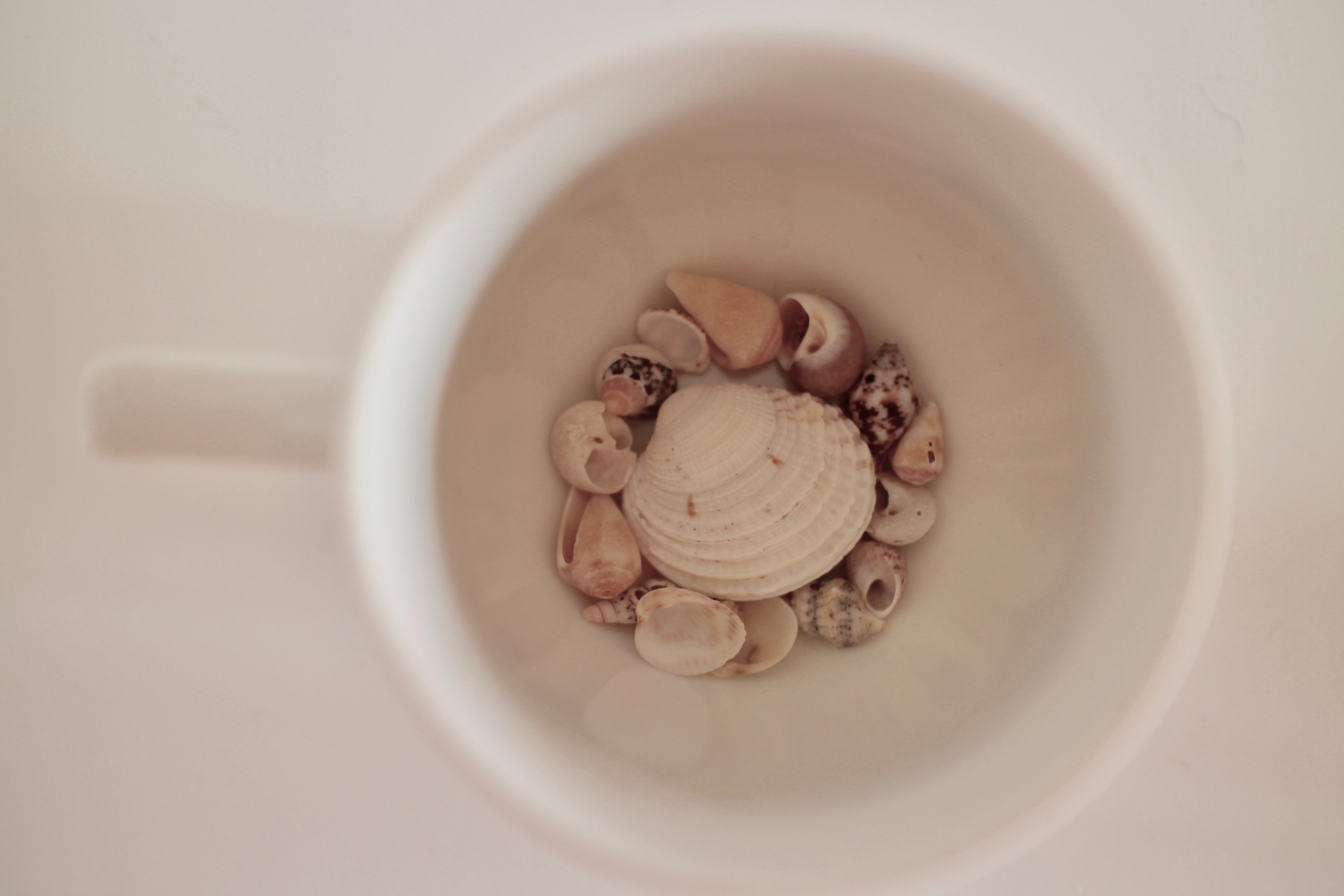 Cup Shells Sea free image download