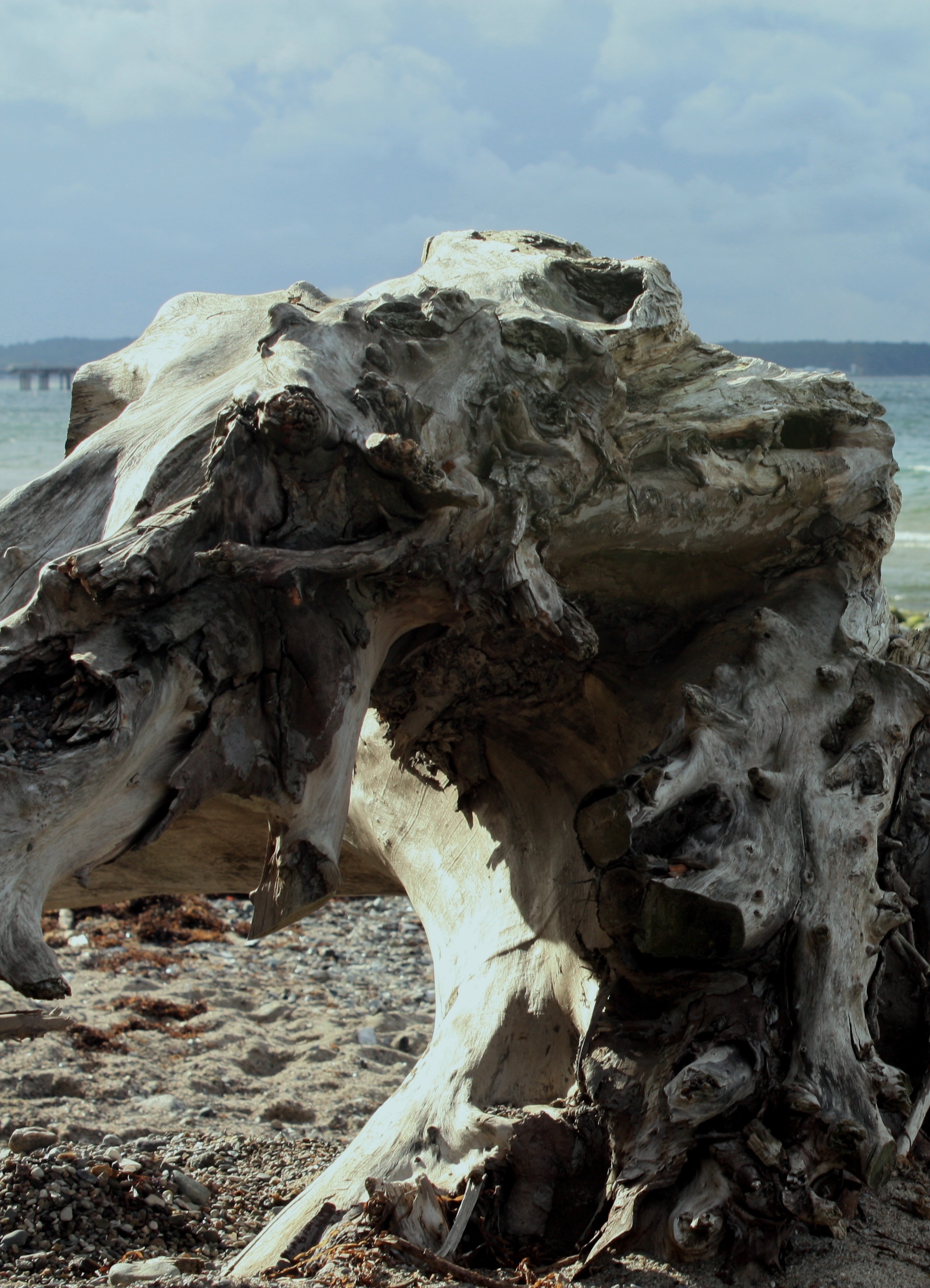 Dry log root by the sea free image download