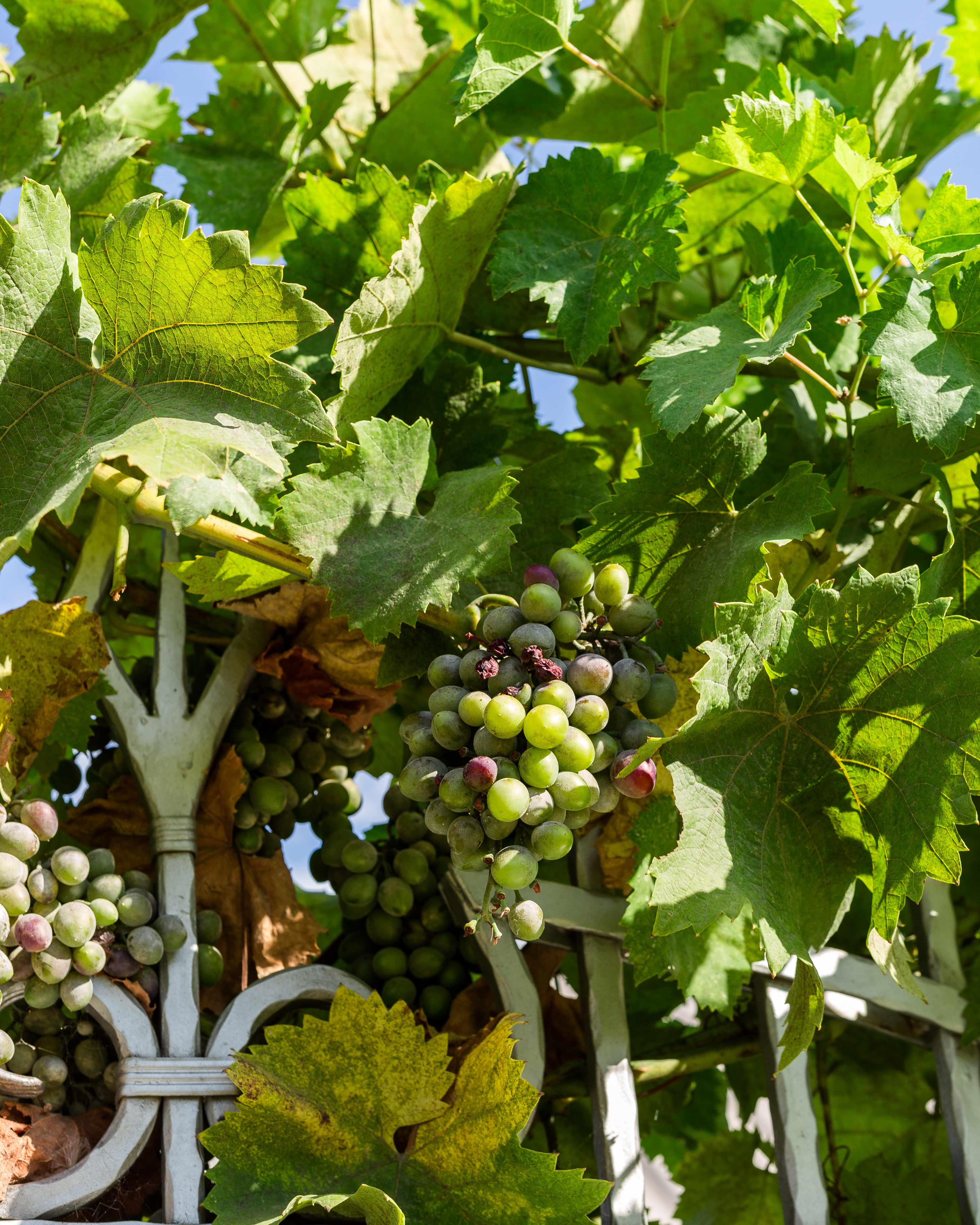 Grapes A Bunch Of Loza free image download