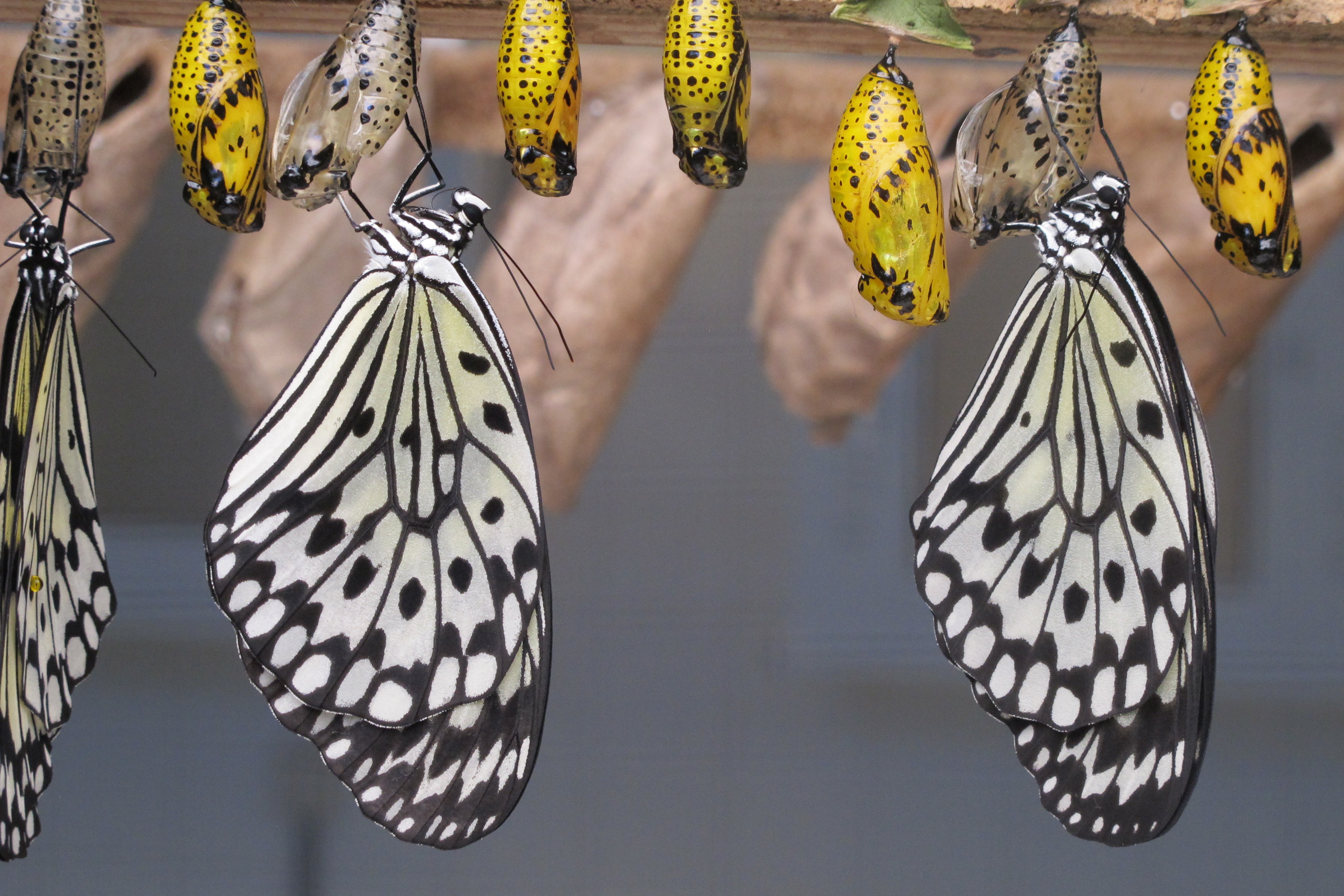 White dangling butterflies on a string free image download
