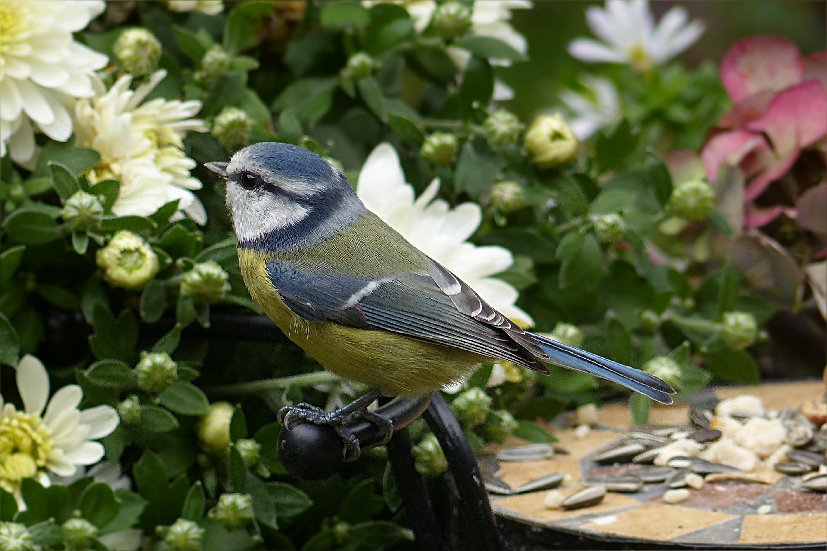 Cute little bird in the garden free image download