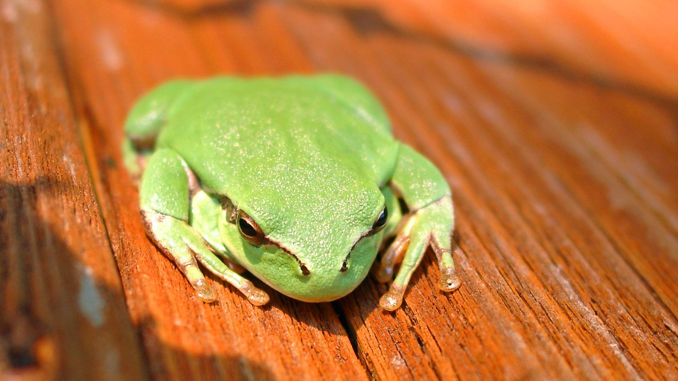 Gerardo Frog France free image download