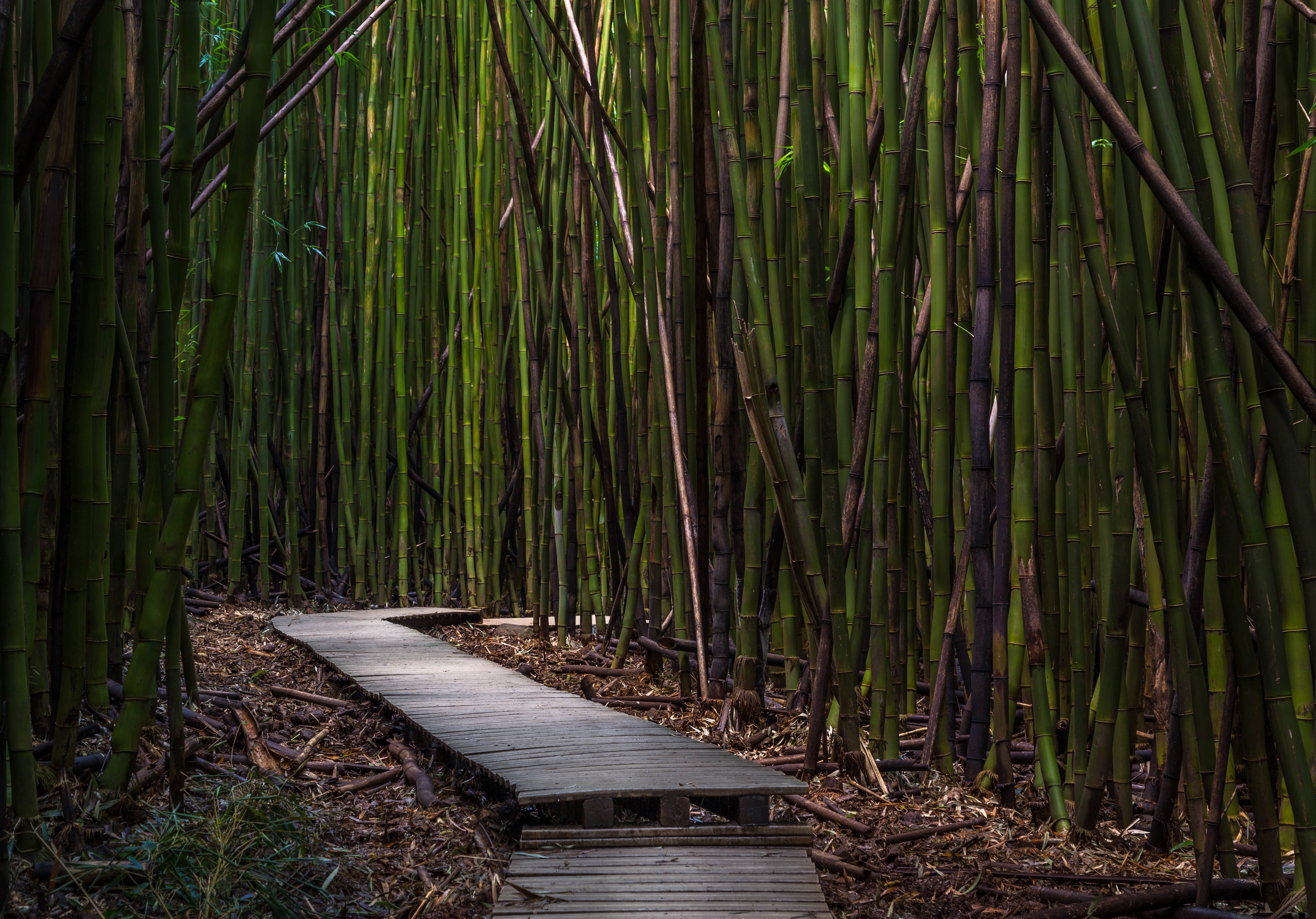 Bamboo Trees Dock Environment free image download