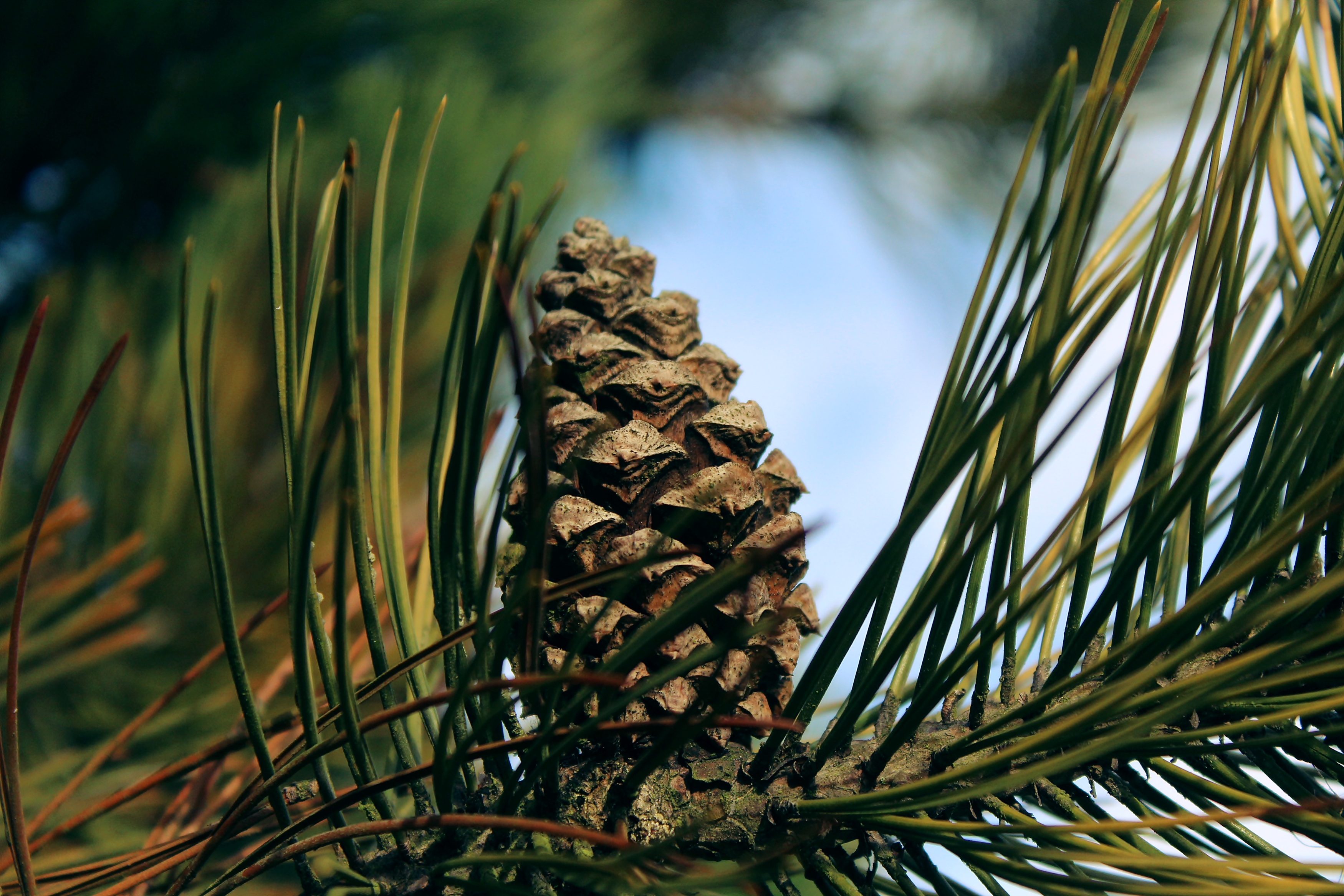 Conifer Tap Tree free image download