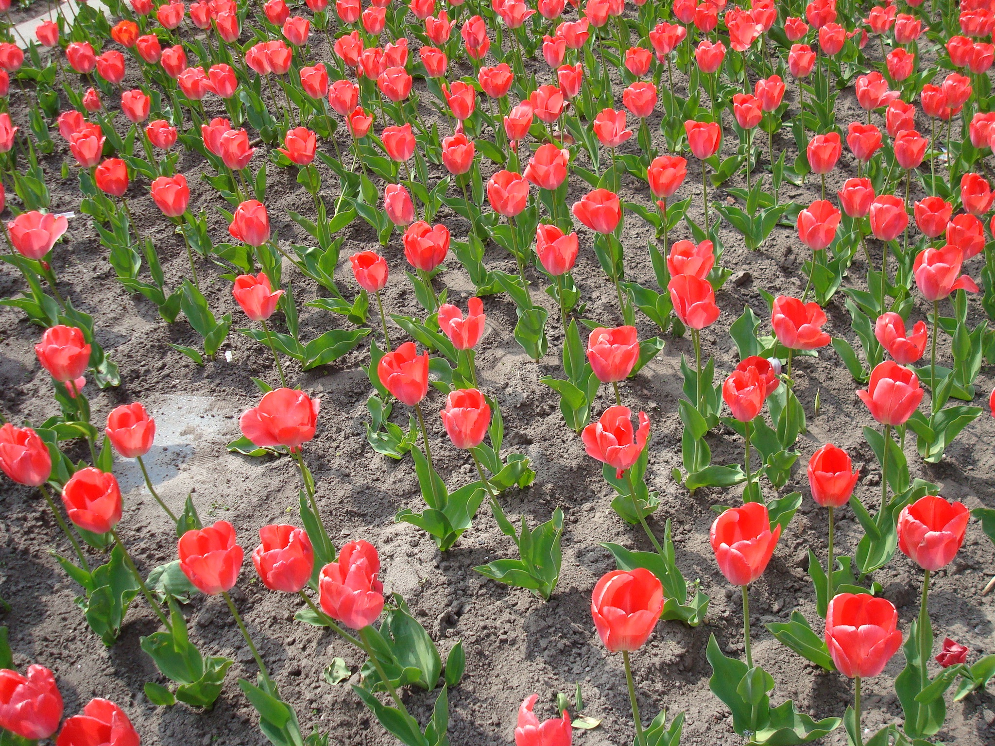 Tulips Holland Dutch Tulip free image download