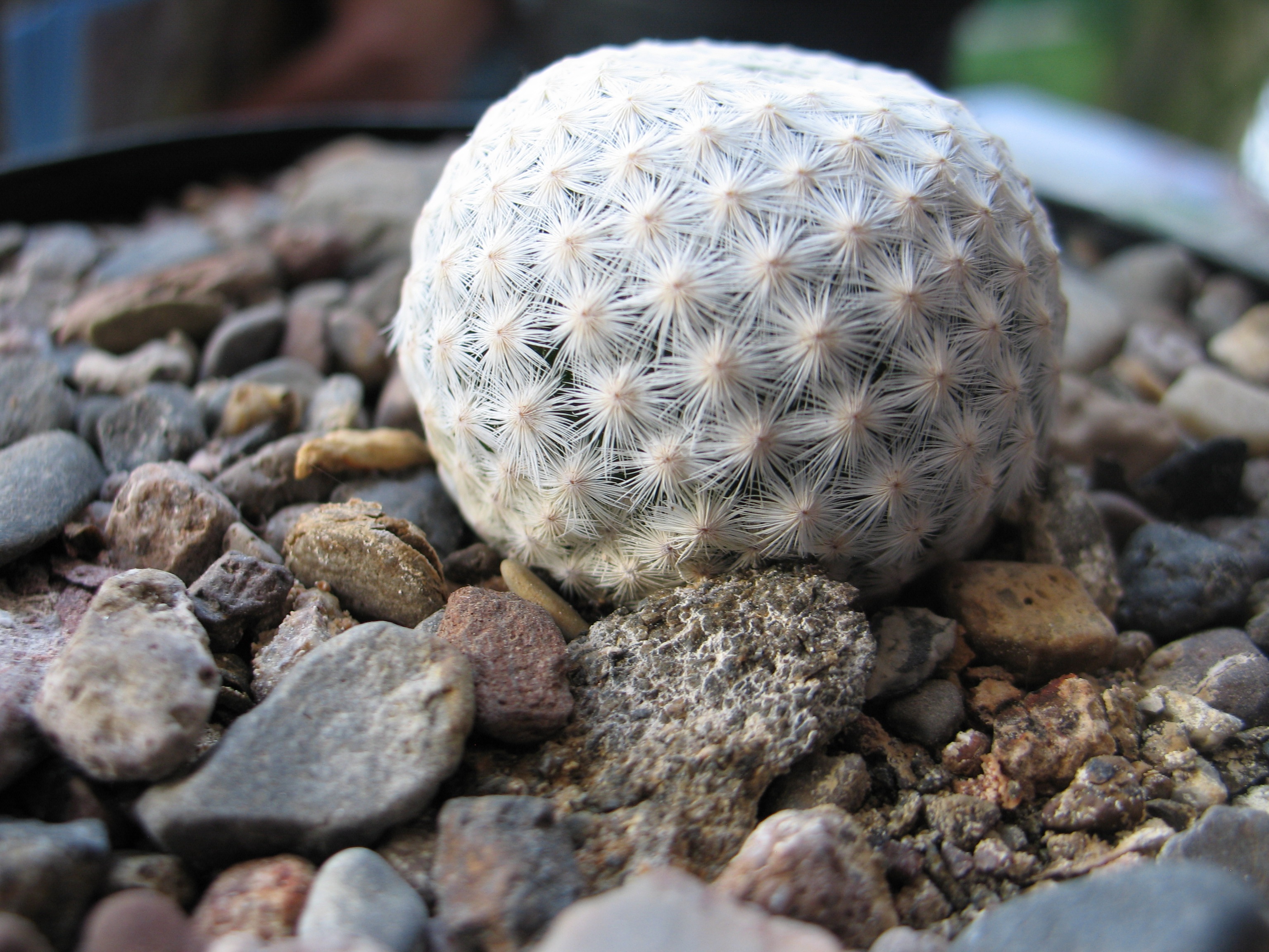 Round cactus in a pot free image download