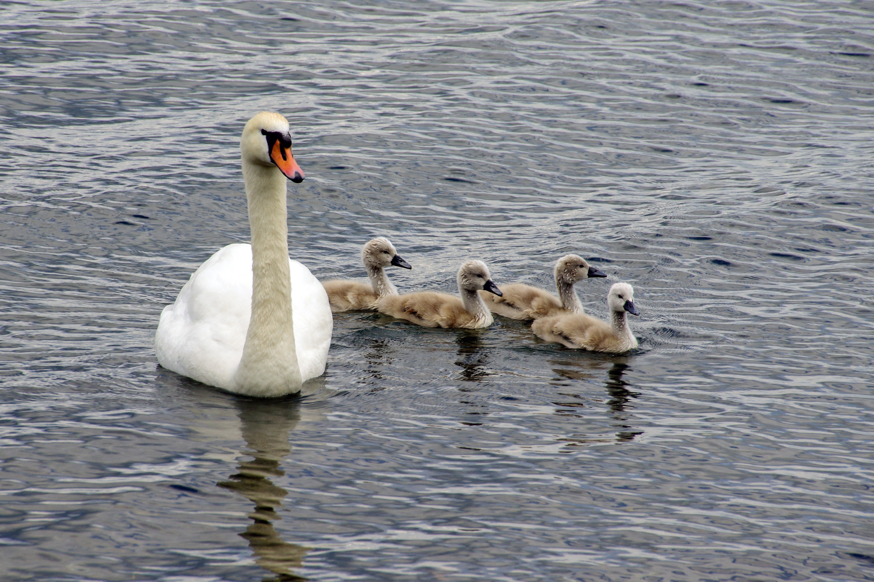 Swan Swans Chicks free image download