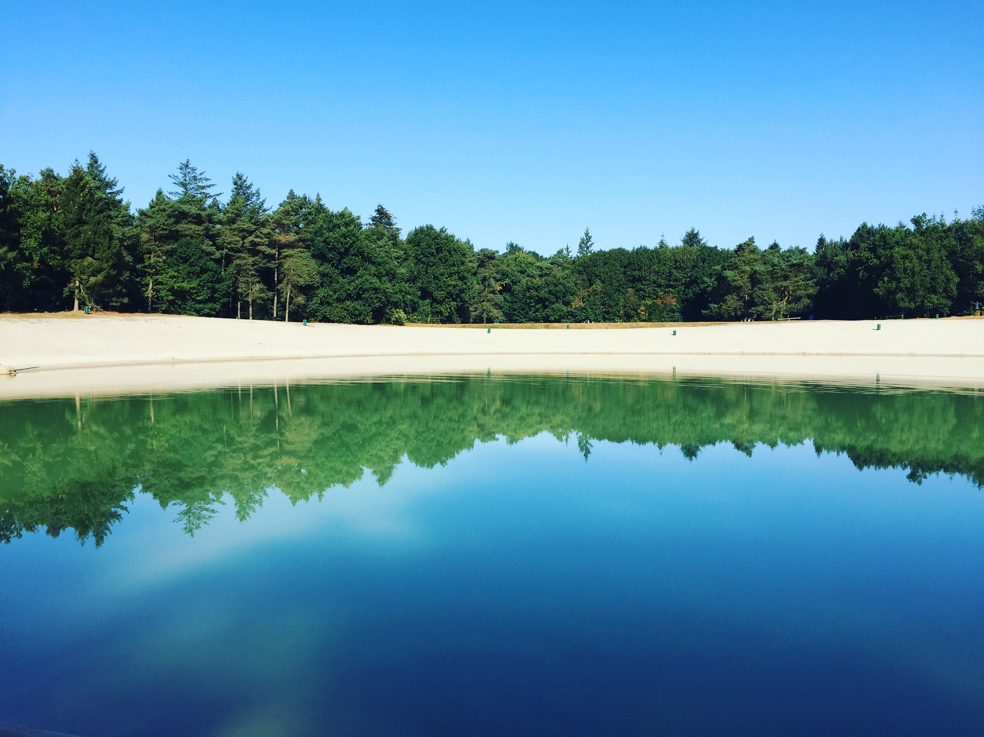 More Forest Nature free image download